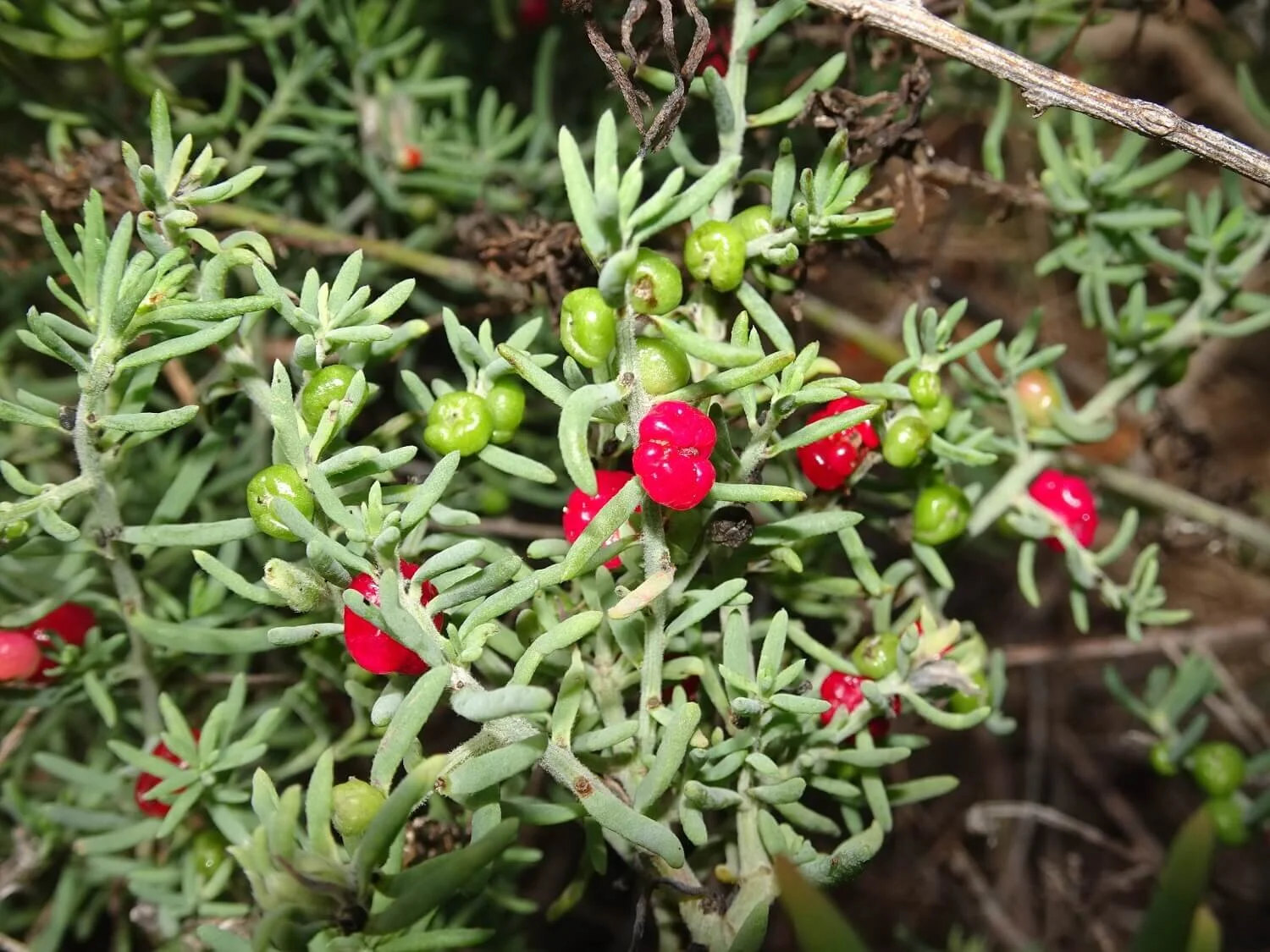 February — Mallee Conservation