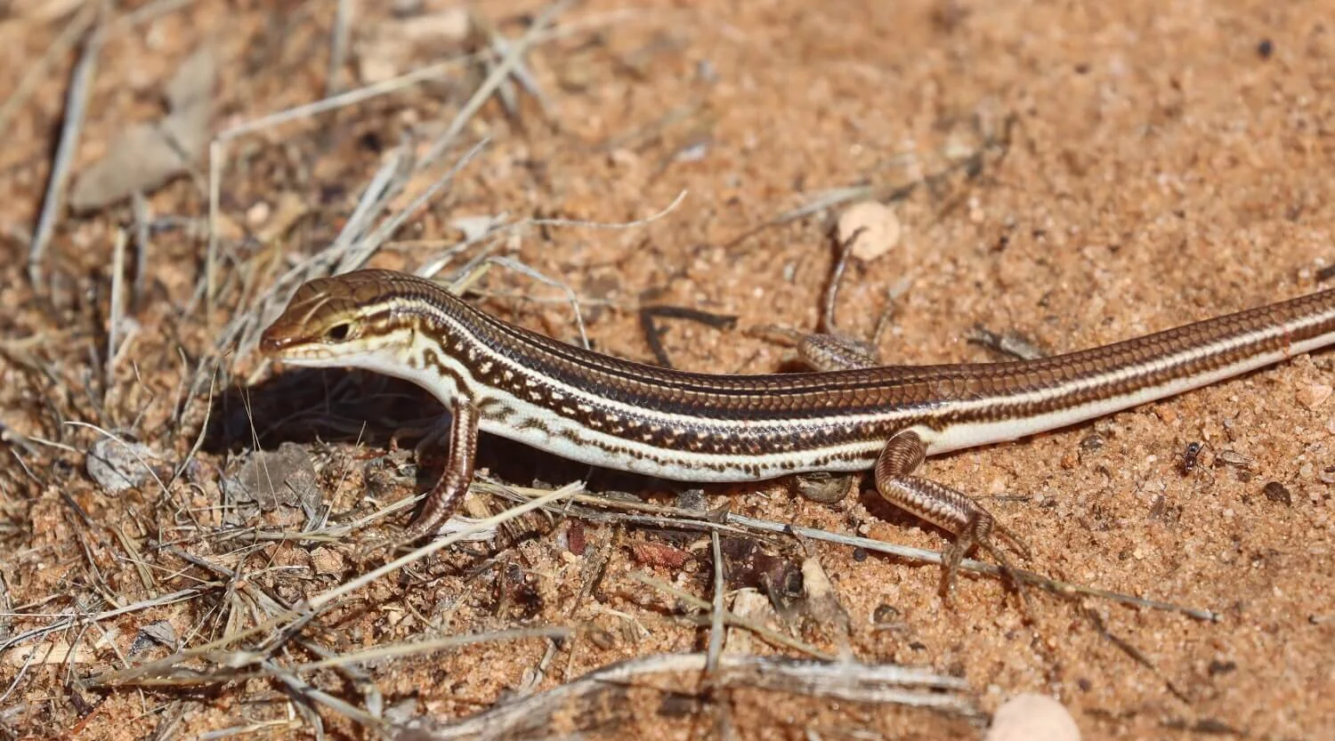 Reptiles - Lizards and snakes — Mallee Conservation