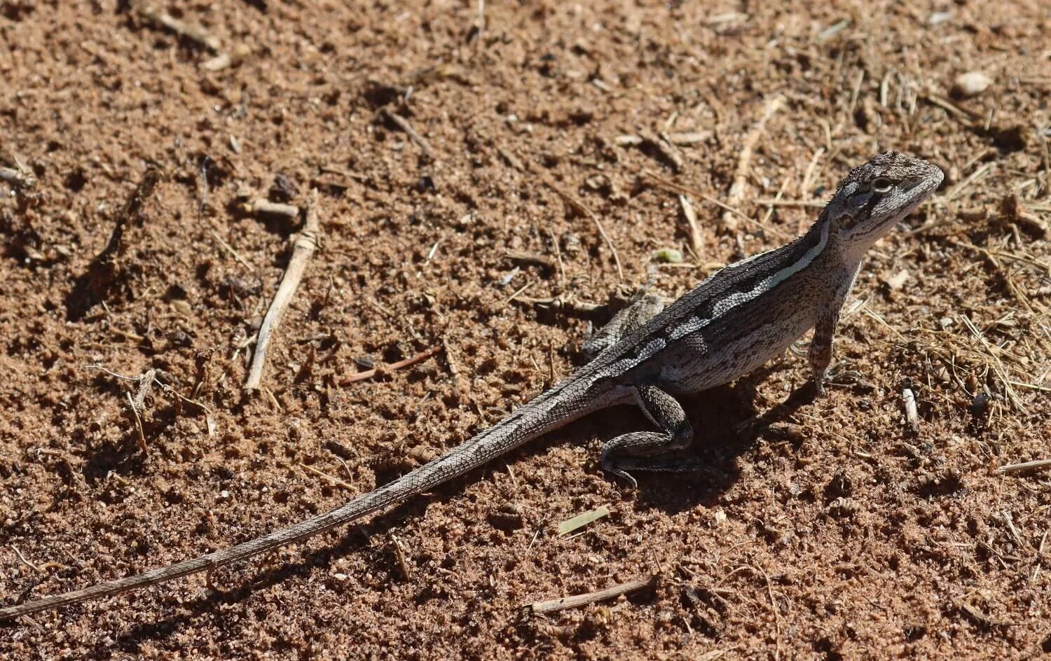 Reptiles - Lizards and snakes — Mallee Conservation