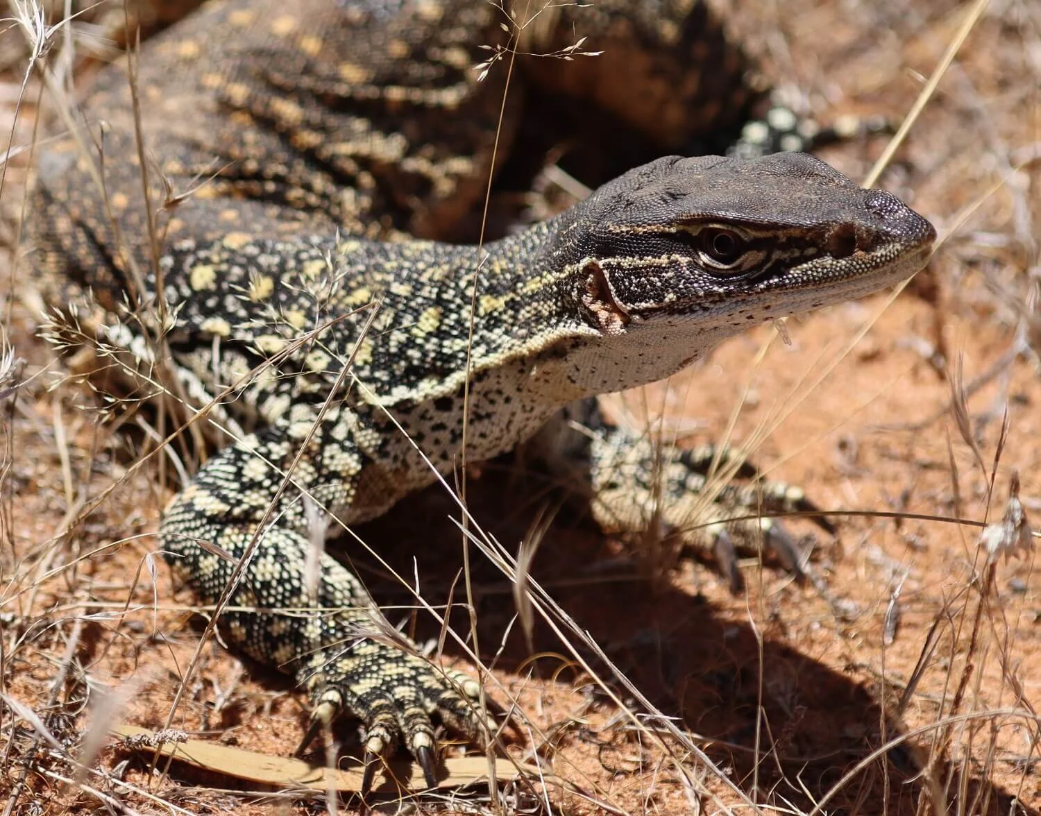 Reptiles - Lizards and snakes — Mallee Conservation