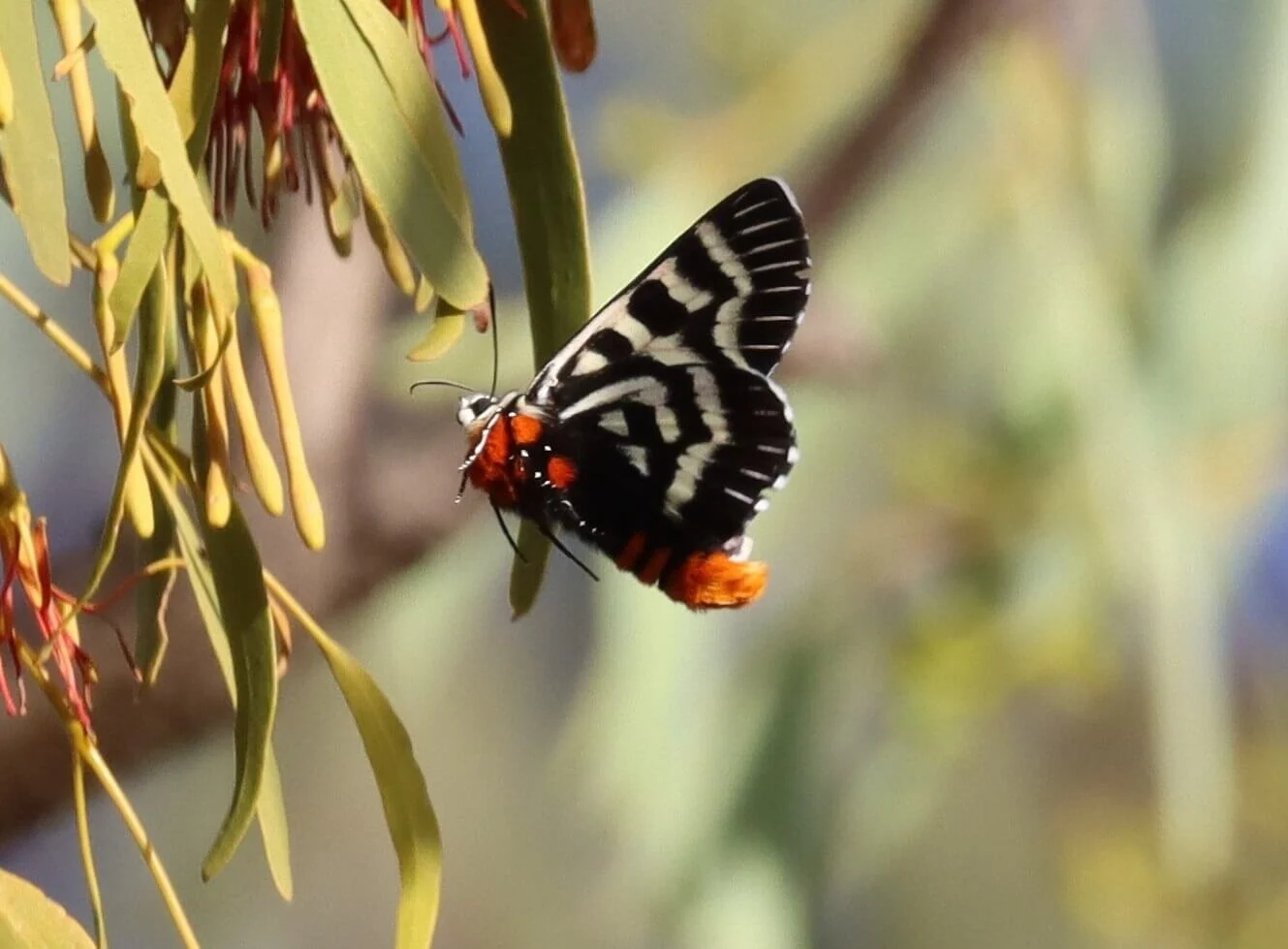 Blog 1 — Mallee Conservation