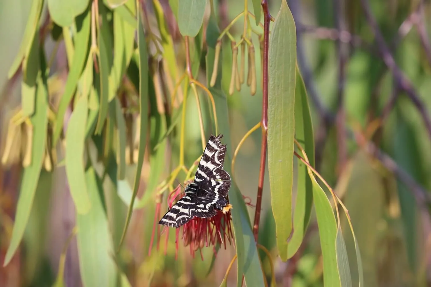 Blog 1 — Mallee Conservation
