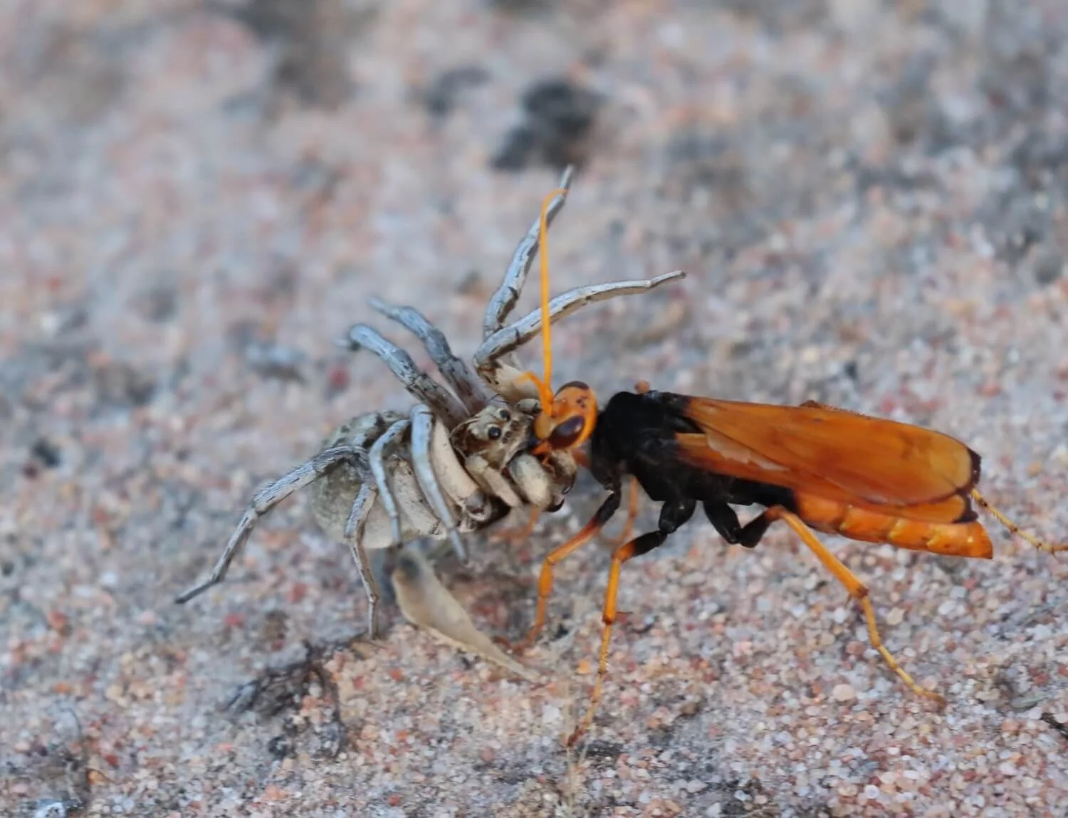 Spider Wasp versus Wolf Spider — Mallee Conservation