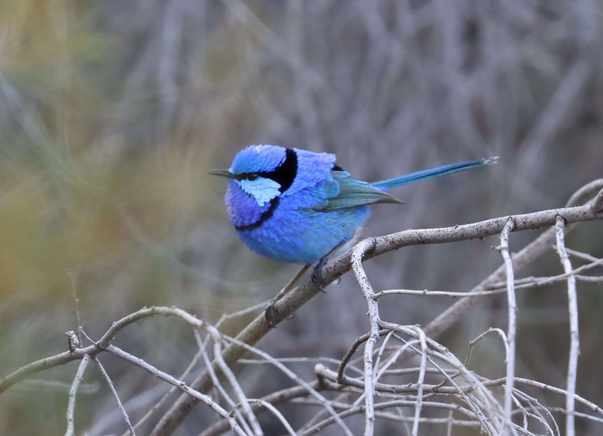 Splendid Fairy Wren