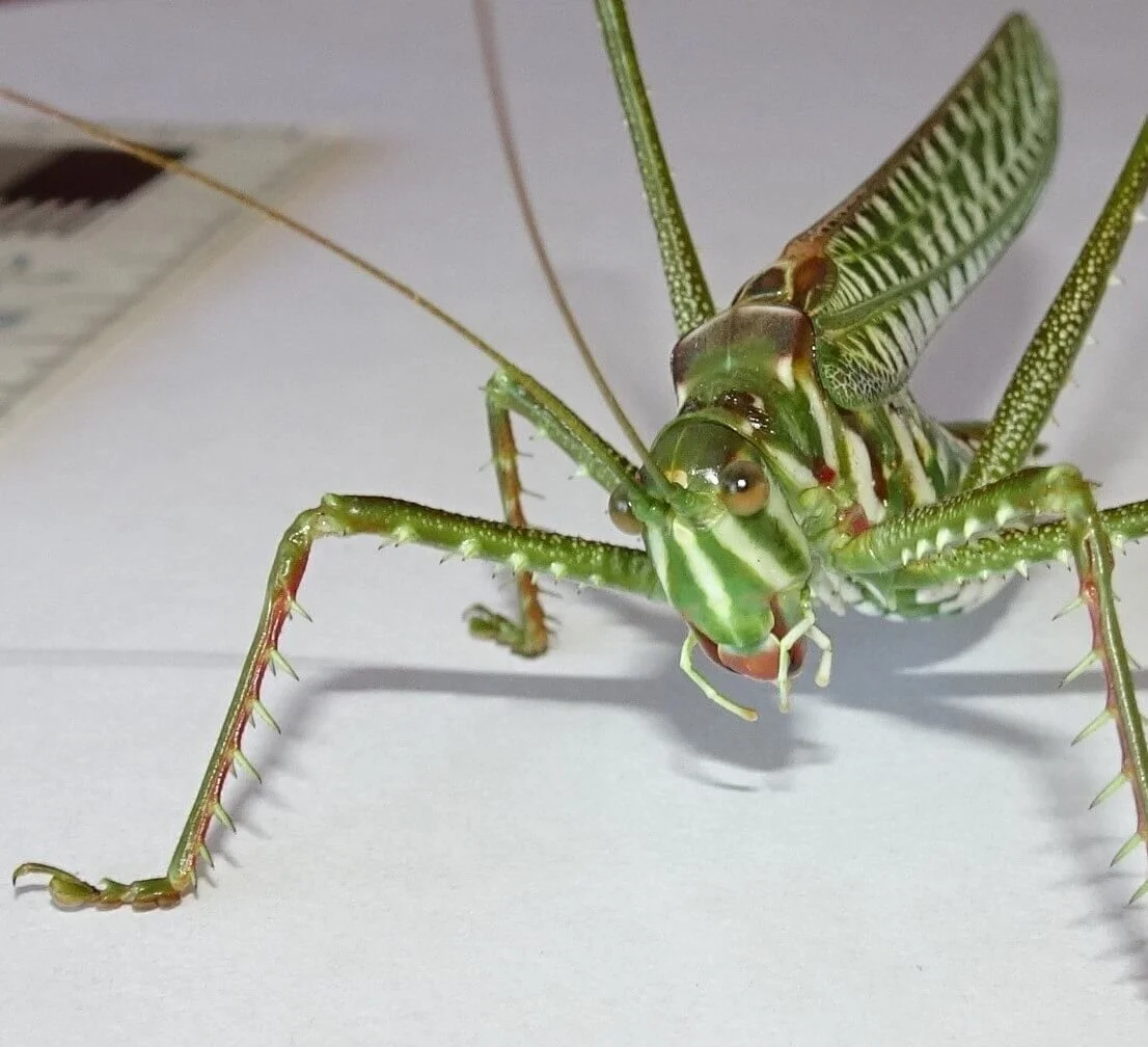 The Spotted Predatory Katydid — Mallee Conservation