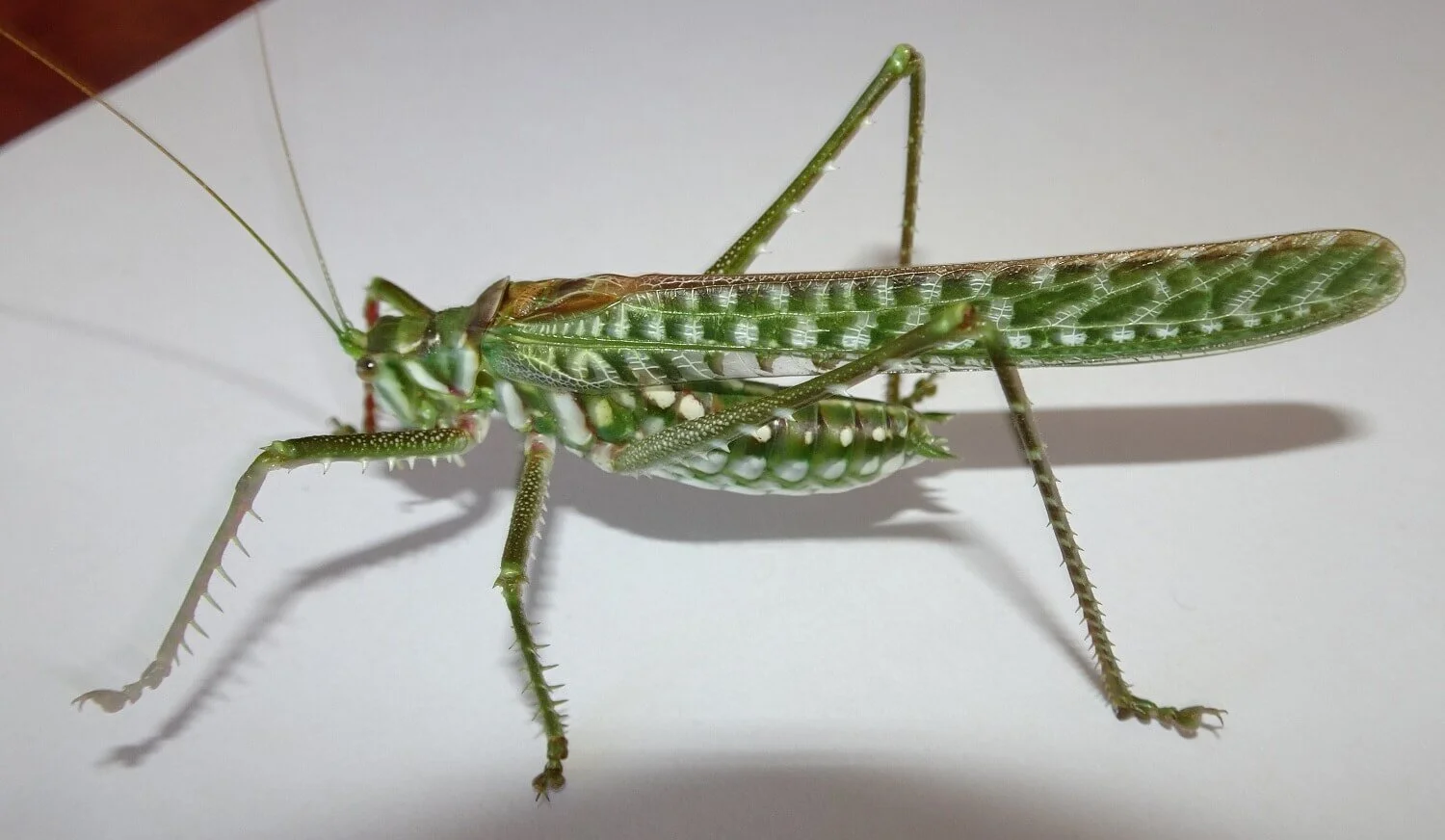 The Spotted Predatory Katydid — Mallee Conservation