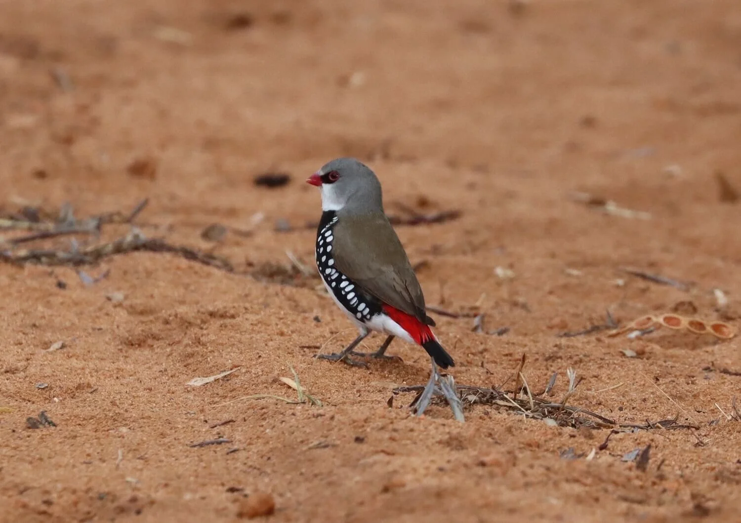 Little birds — Mallee Conservation