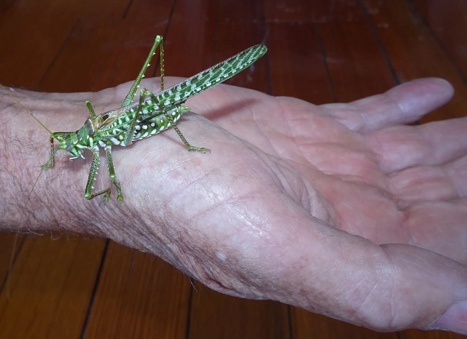 Blog 1 — Mallee Conservation