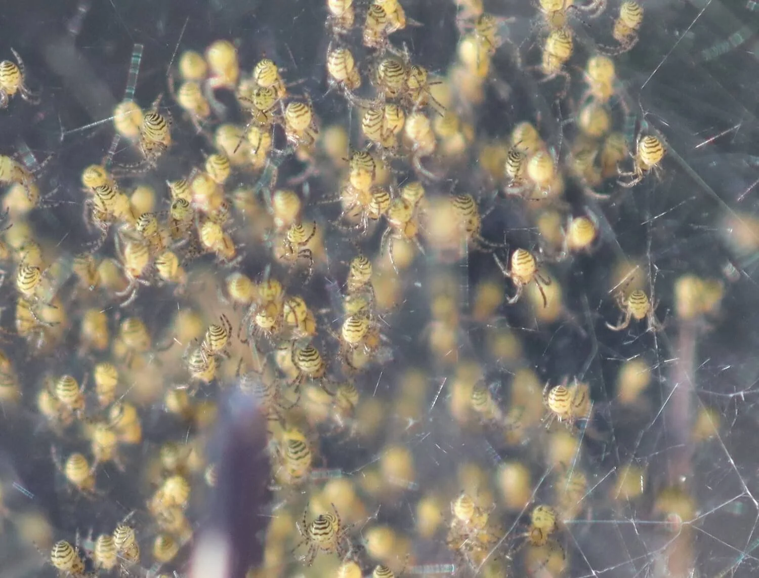 Blog 1 — Mallee Conservation