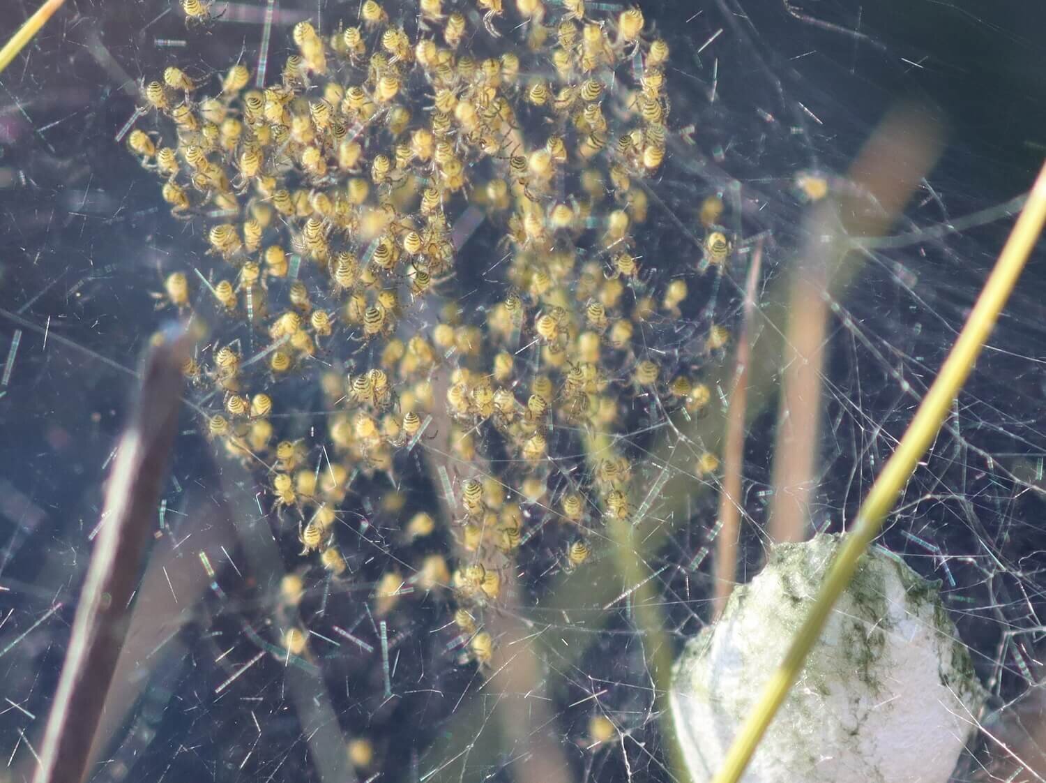 Blog 1 — Mallee Conservation