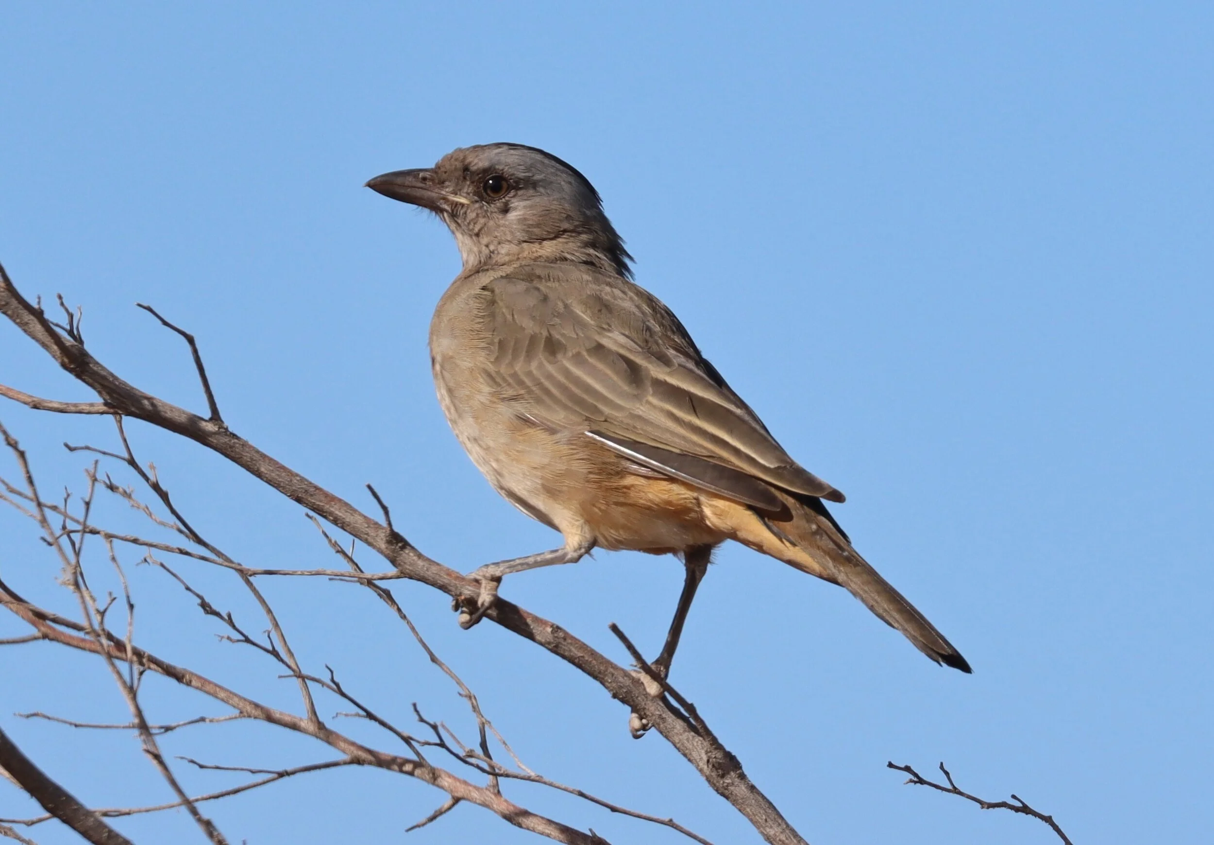 Other birds — Mallee Conservation