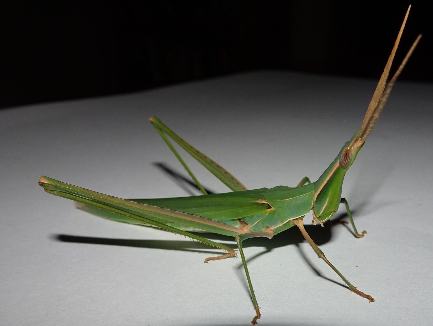 Blog 1 — Mallee Conservation