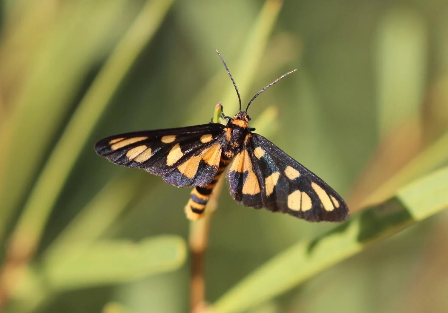 Blog 1 — Mallee Conservation