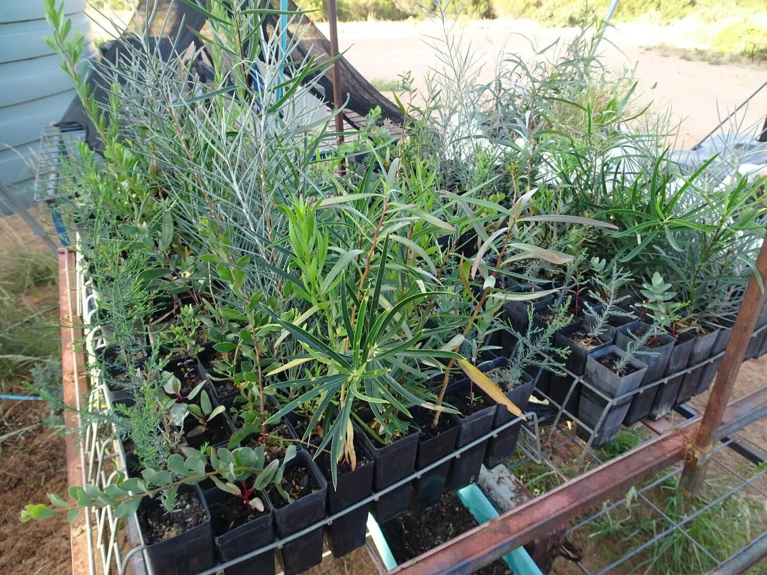 Tree planting in the Mallee — Mallee Conservation