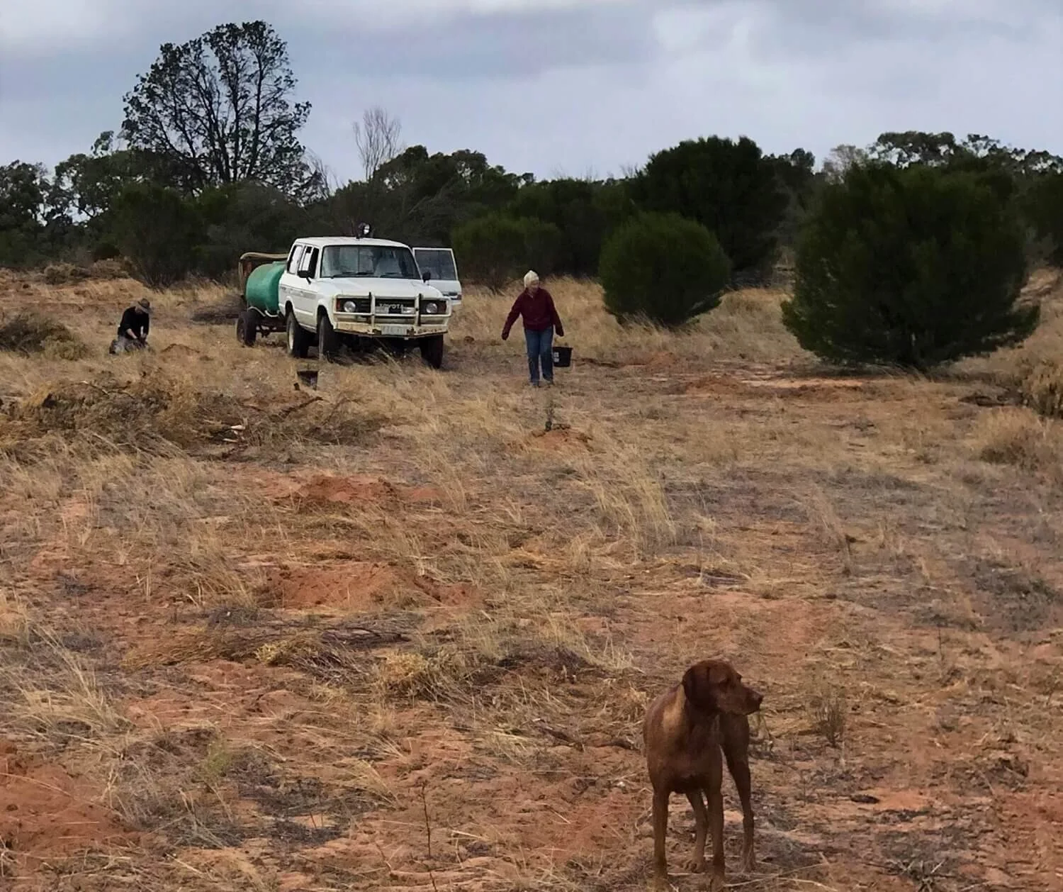 Tree planting in the Mallee — Mallee Conservation