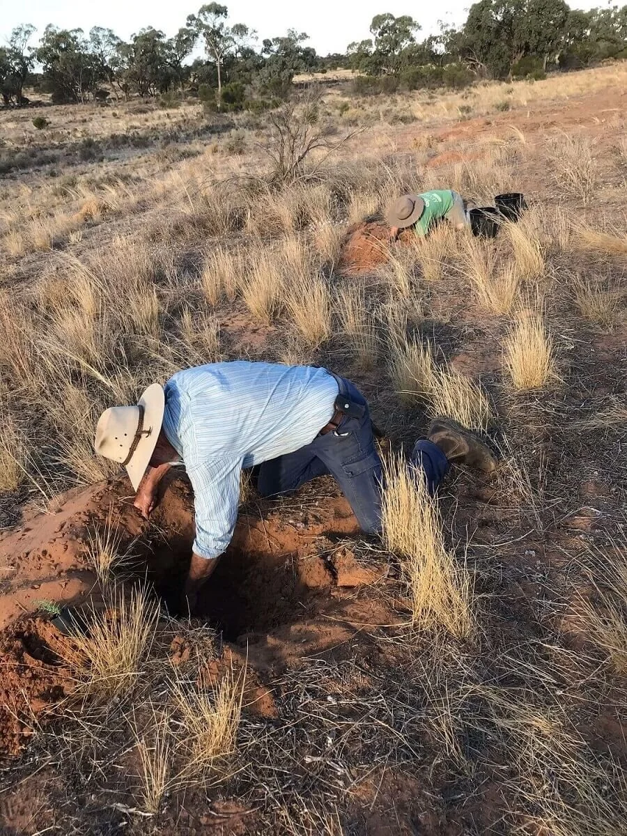 Revegetation — Mallee Conservation
