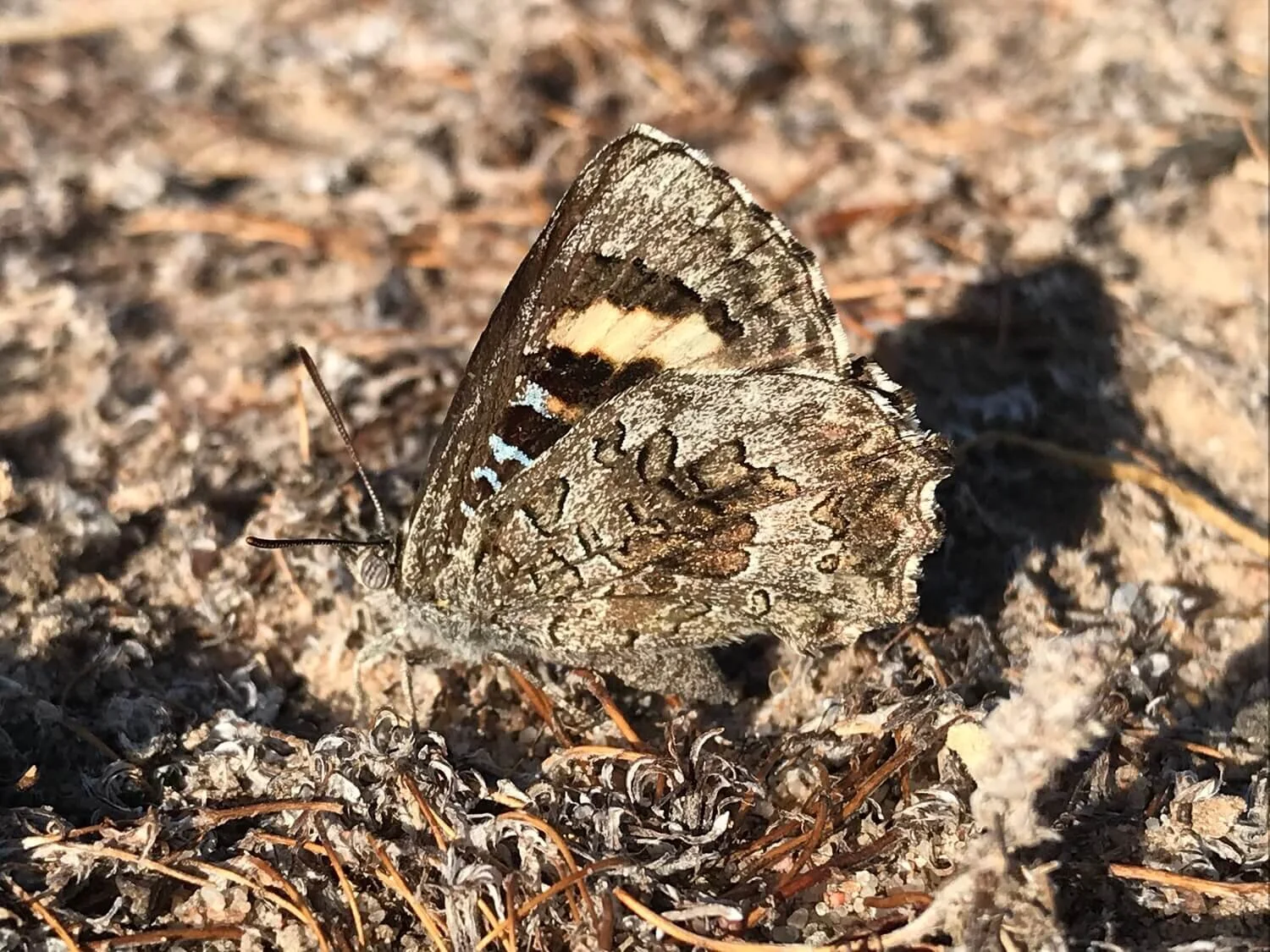 Looking after the Arid Bronze Azure Butterfly — Mallee Conservation