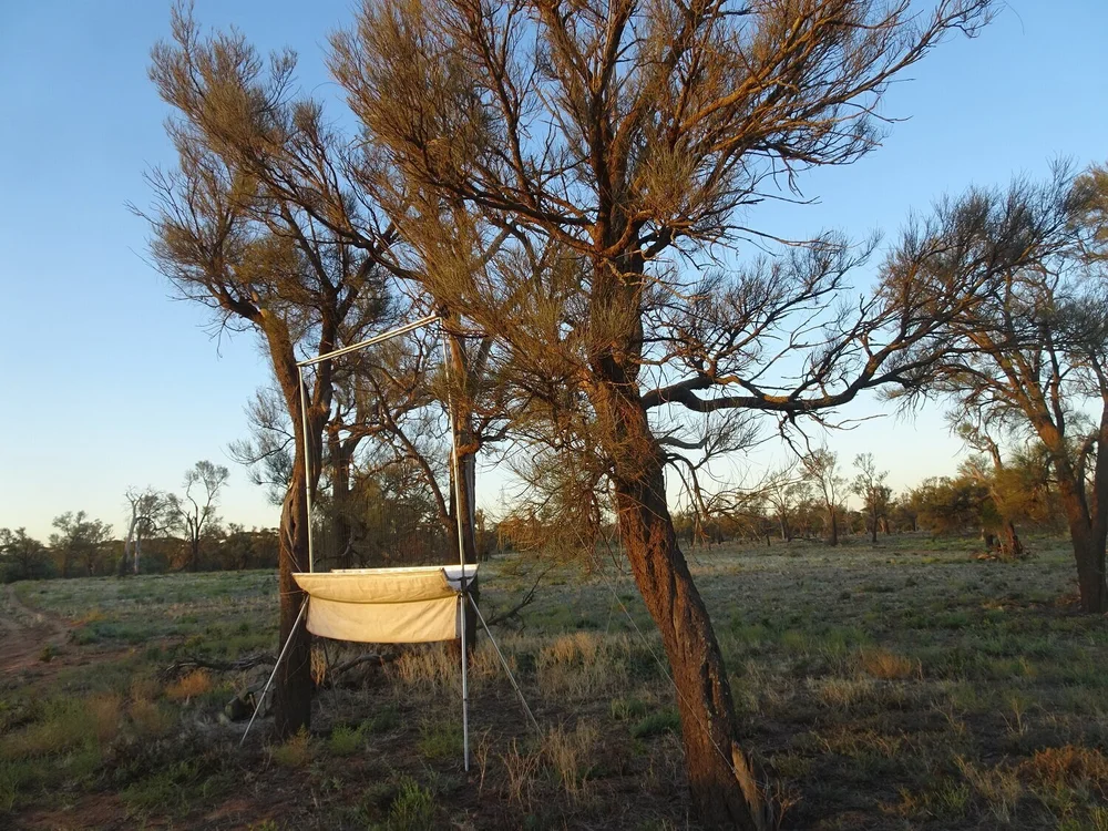Bats in the Mallee — Mallee Conservation