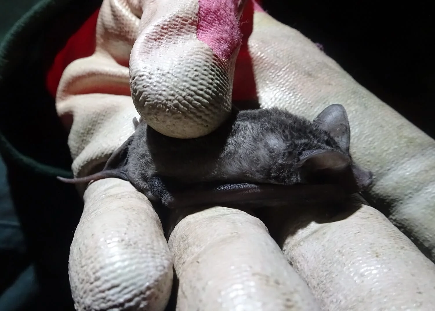Bats in the Mallee — Mallee Conservation