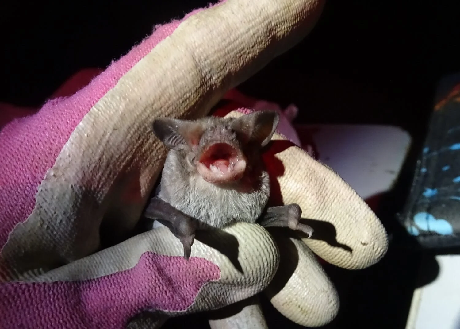 Bats in the Mallee — Mallee Conservation
