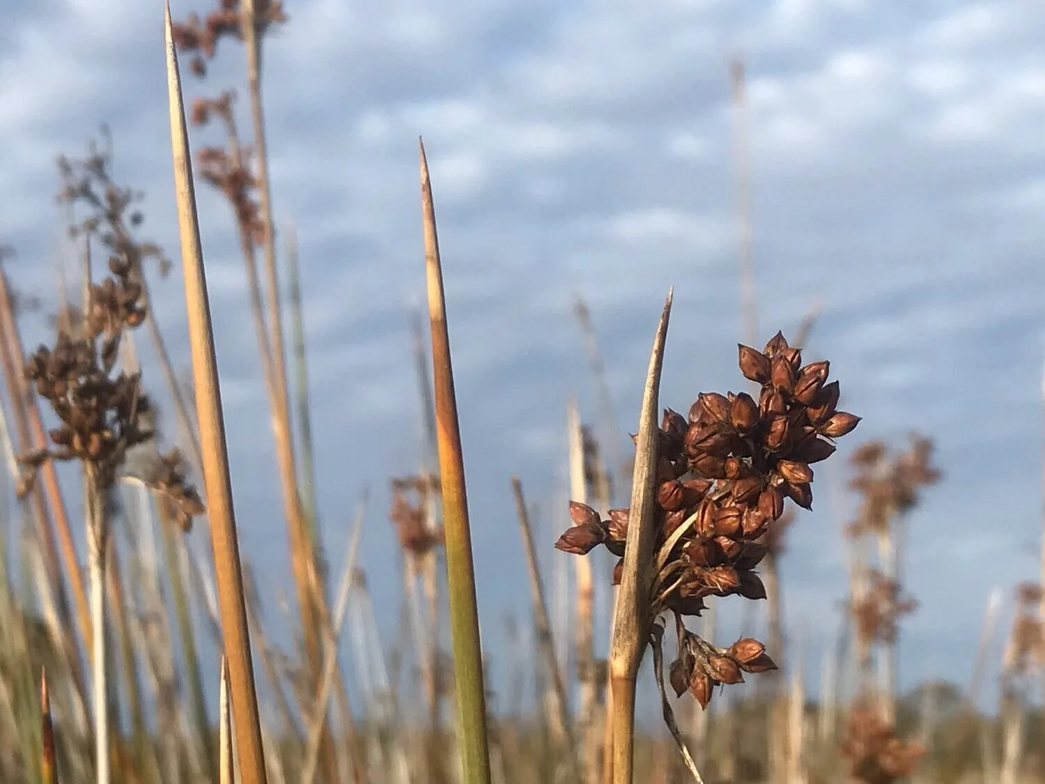 Casey the excavator vs. Spiny Rush — Mallee Conservation