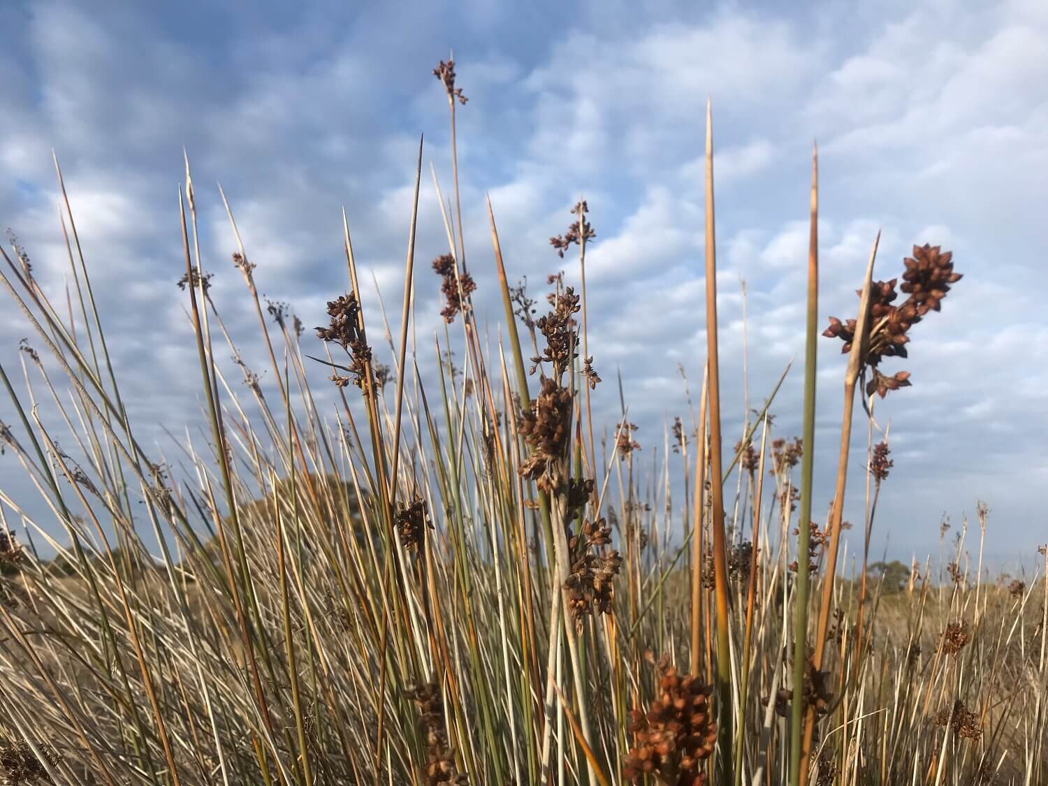 Casey the excavator vs. Spiny Rush — Mallee Conservation