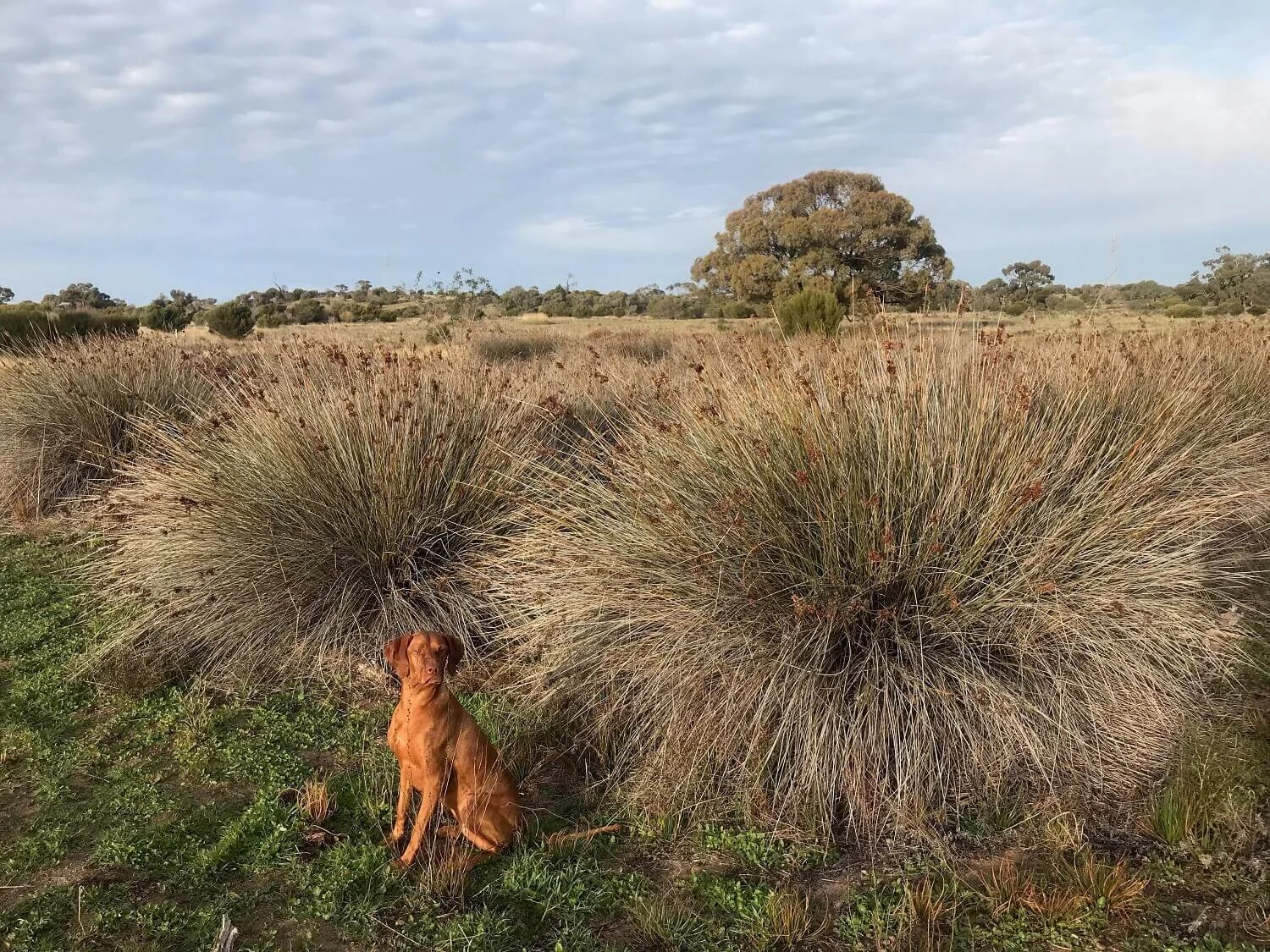 Casey the excavator vs. Spiny Rush — Mallee Conservation