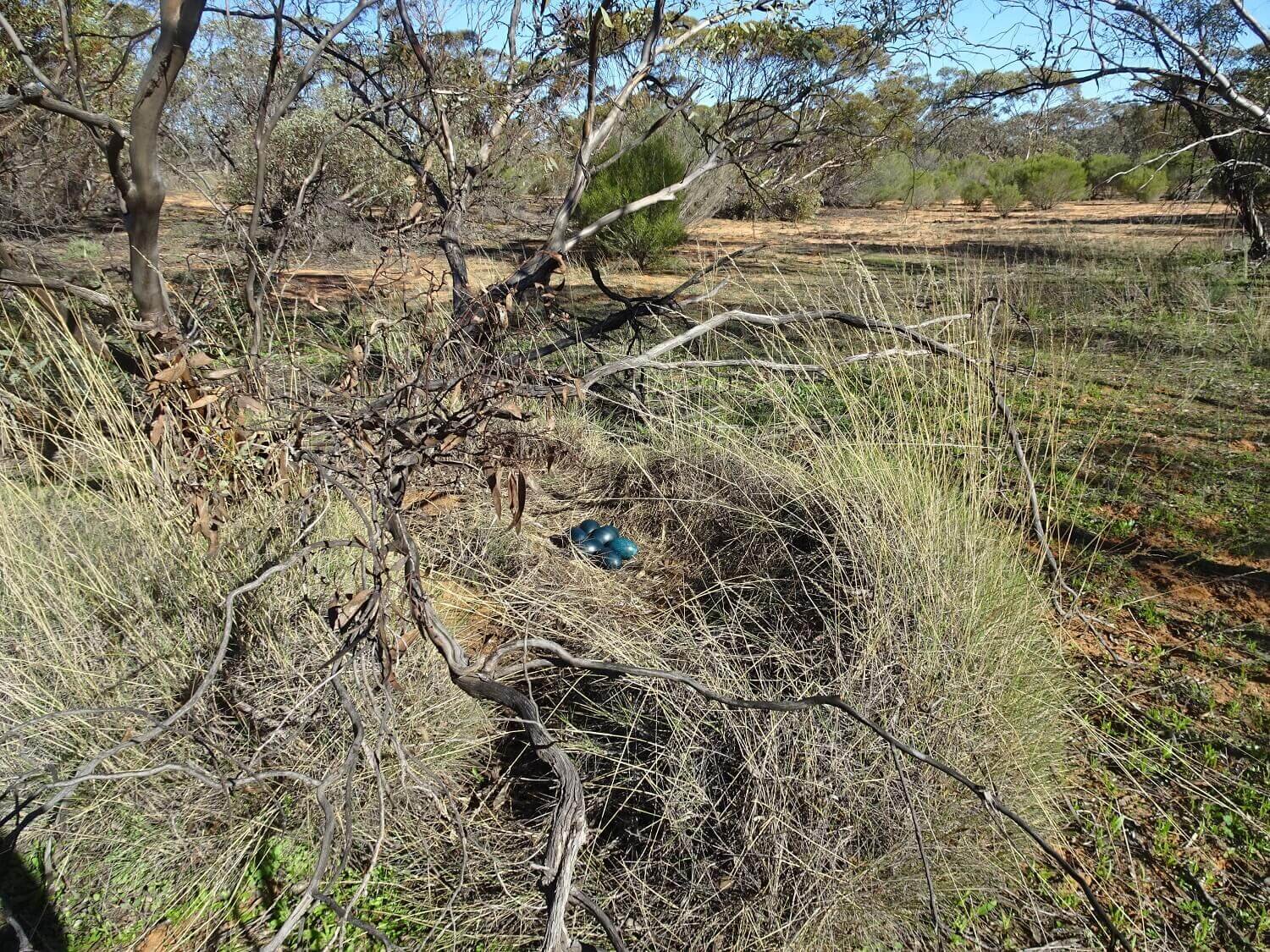 Emu poo — Mallee Conservation
