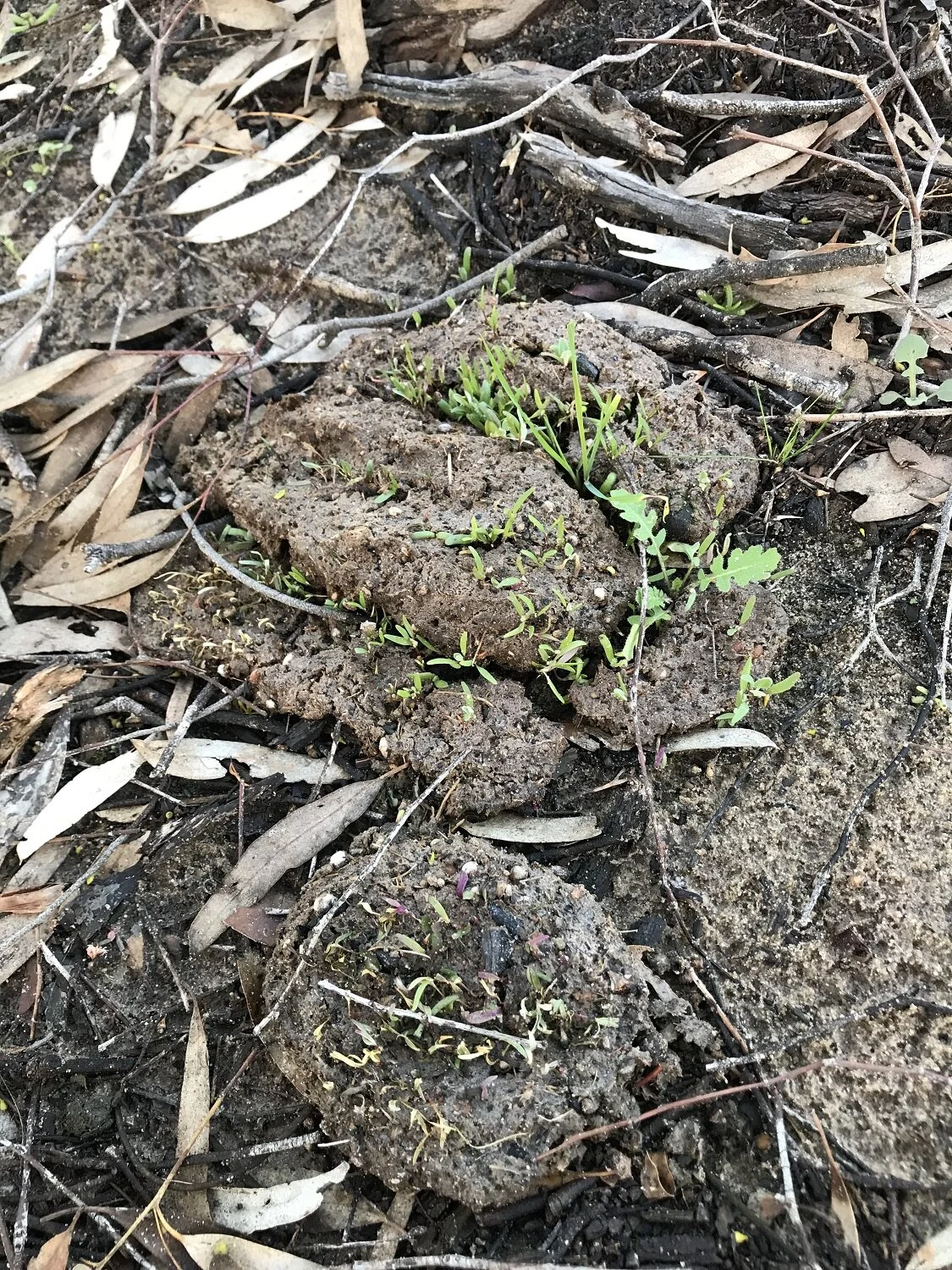 Emu poo — Mallee Conservation