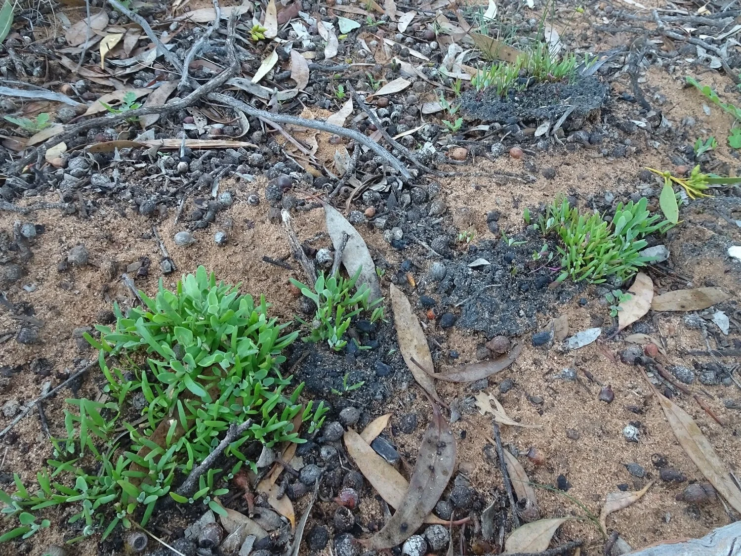 Emu poo — Mallee Conservation