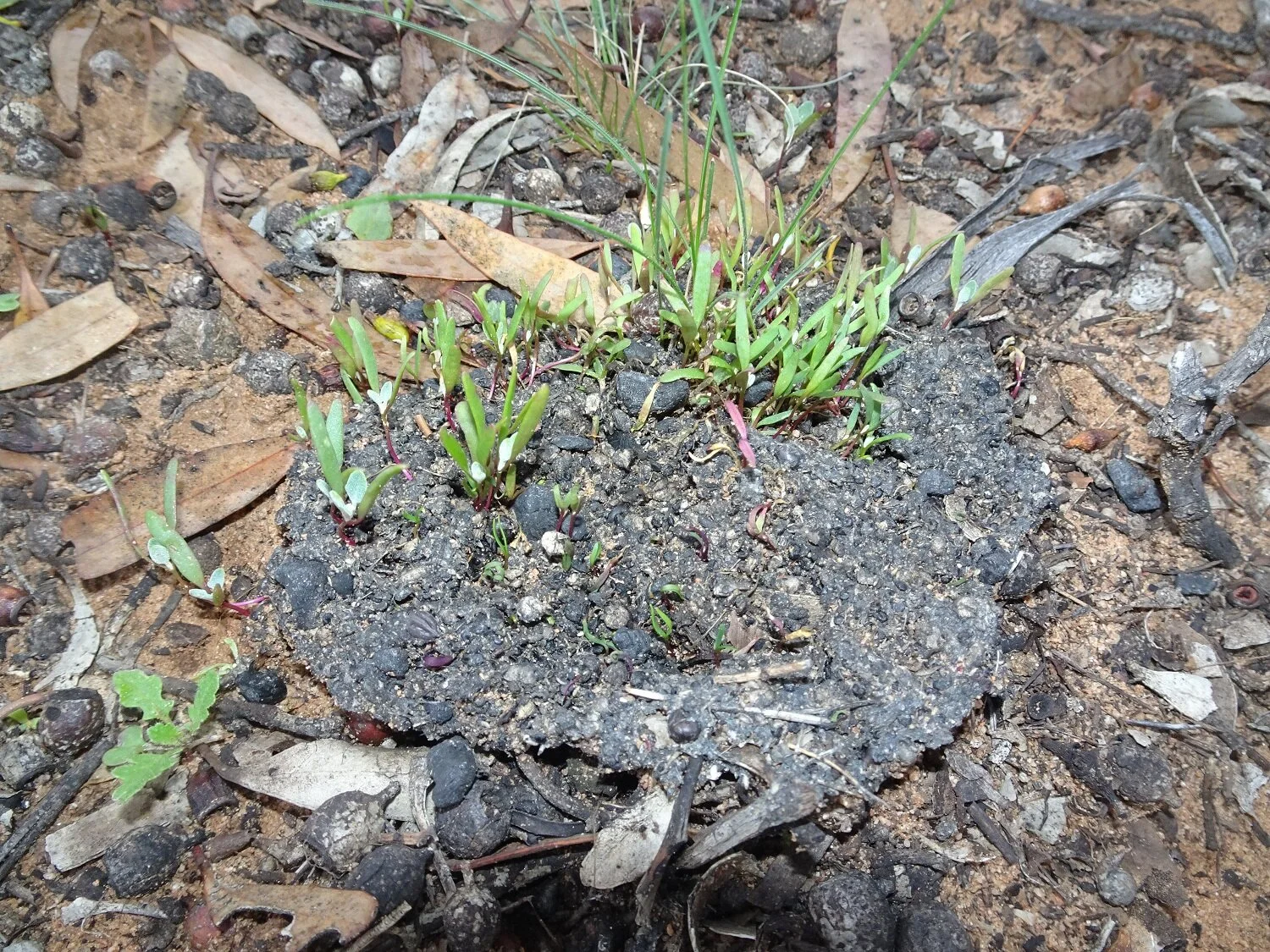 Emu poo filled with Quandongs — Mallee Conservation