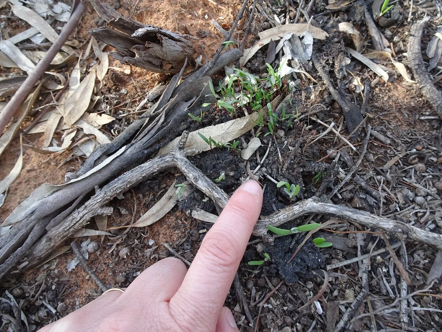 Emu poo — Mallee Conservation
