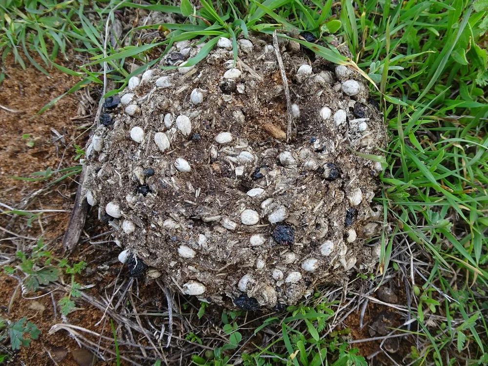 Emu poo — Mallee Conservation