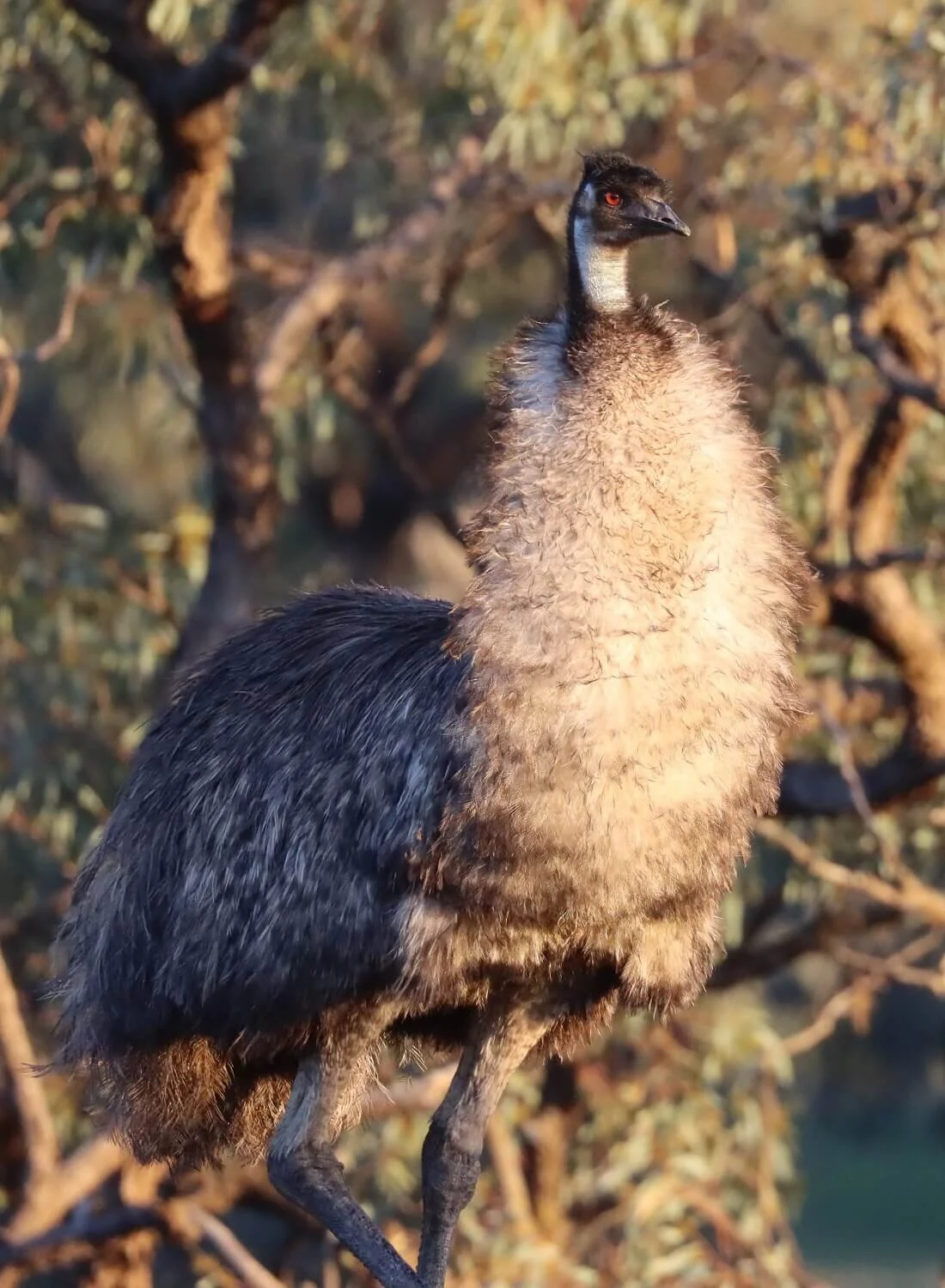 Emu poo — Mallee Conservation
