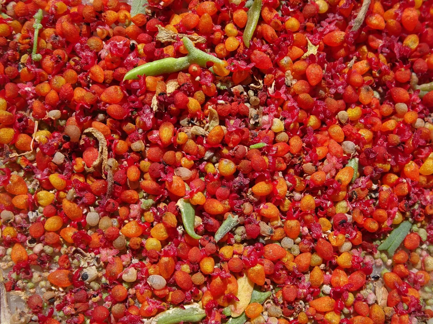 Emu poo — Mallee Conservation