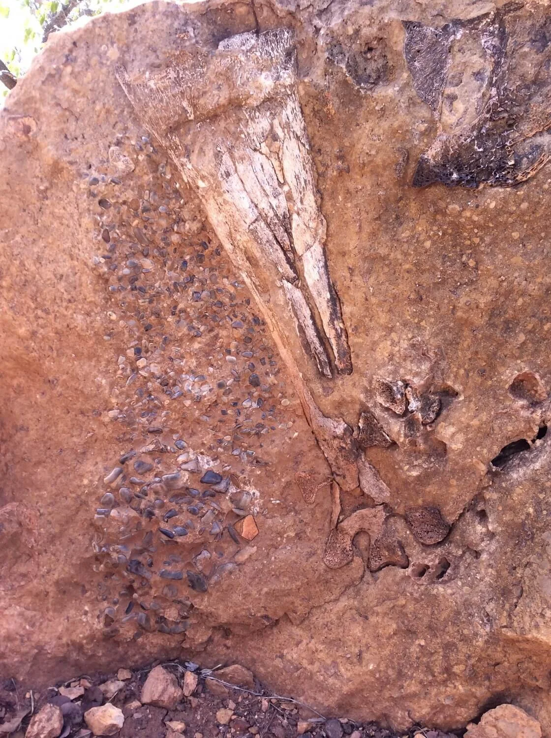 Emu poo — Mallee Conservation