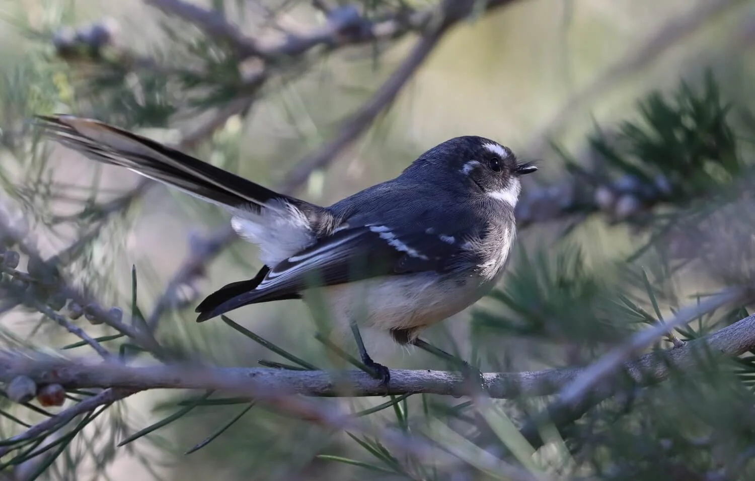 Fairywrens, Fantails and Monarchs — Mallee Conservation