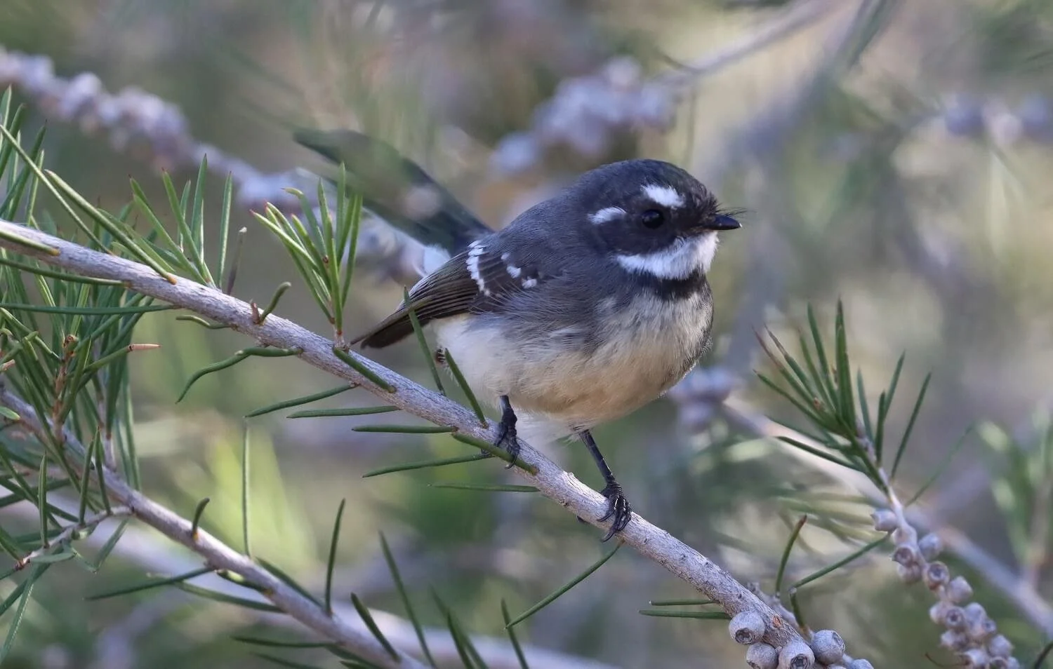 Fairywrens, Fantails and Monarchs — Mallee Conservation