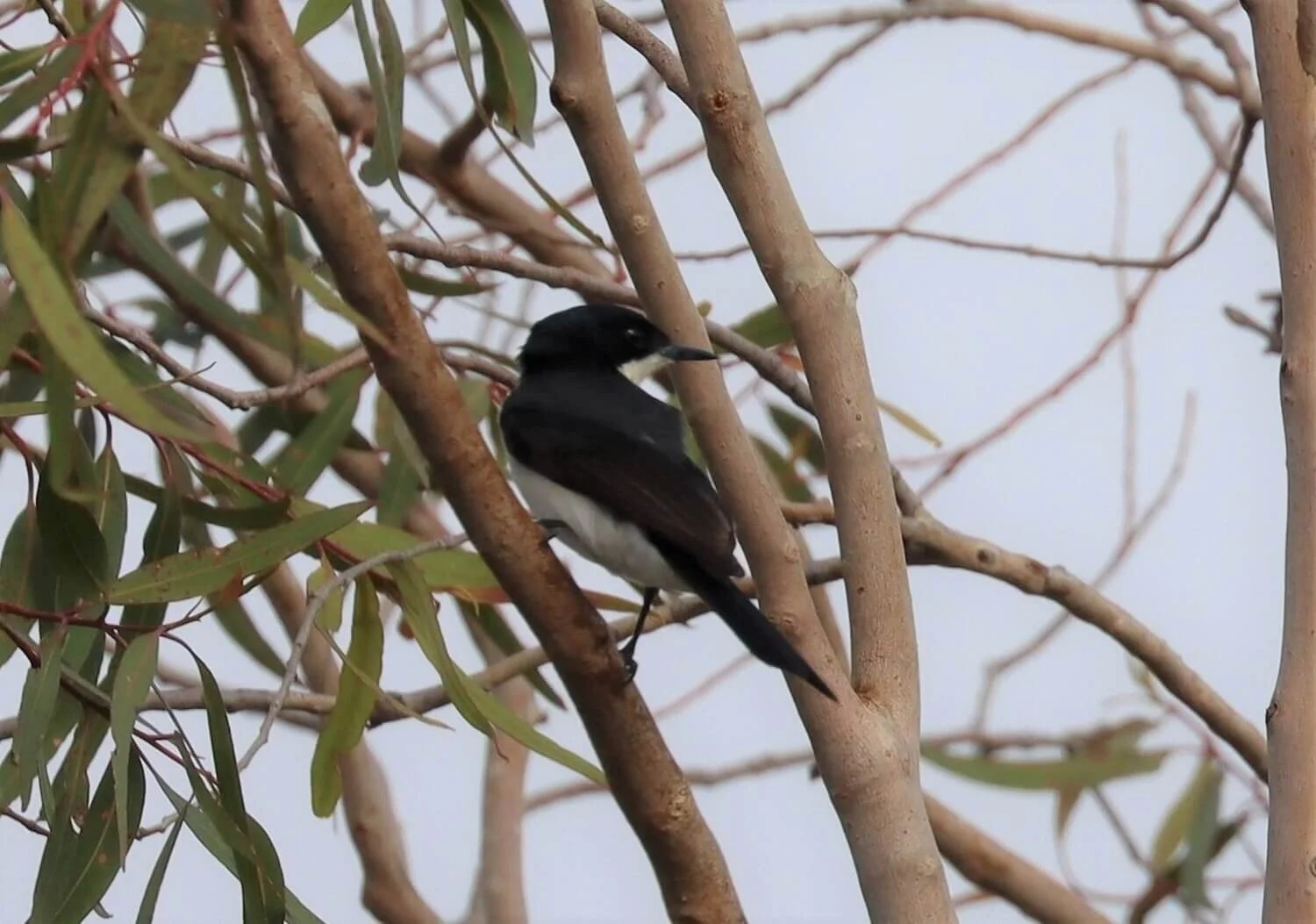 Fairywrens, Fantails and Monarchs — Mallee Conservation