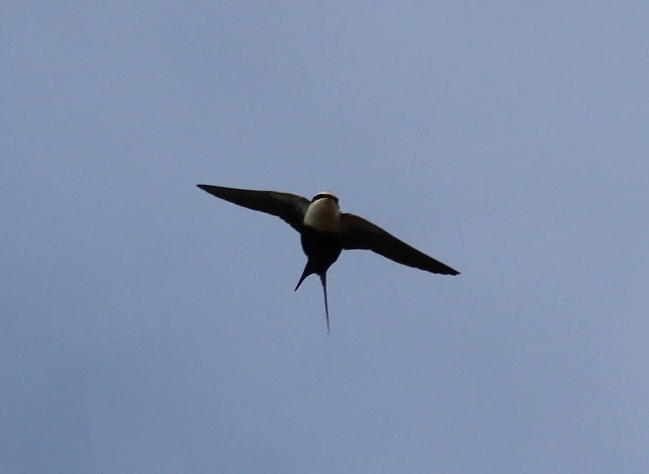 Crows, Ravens, Mud-nesters, Butcherbirds, Swallows — Mallee Conservation