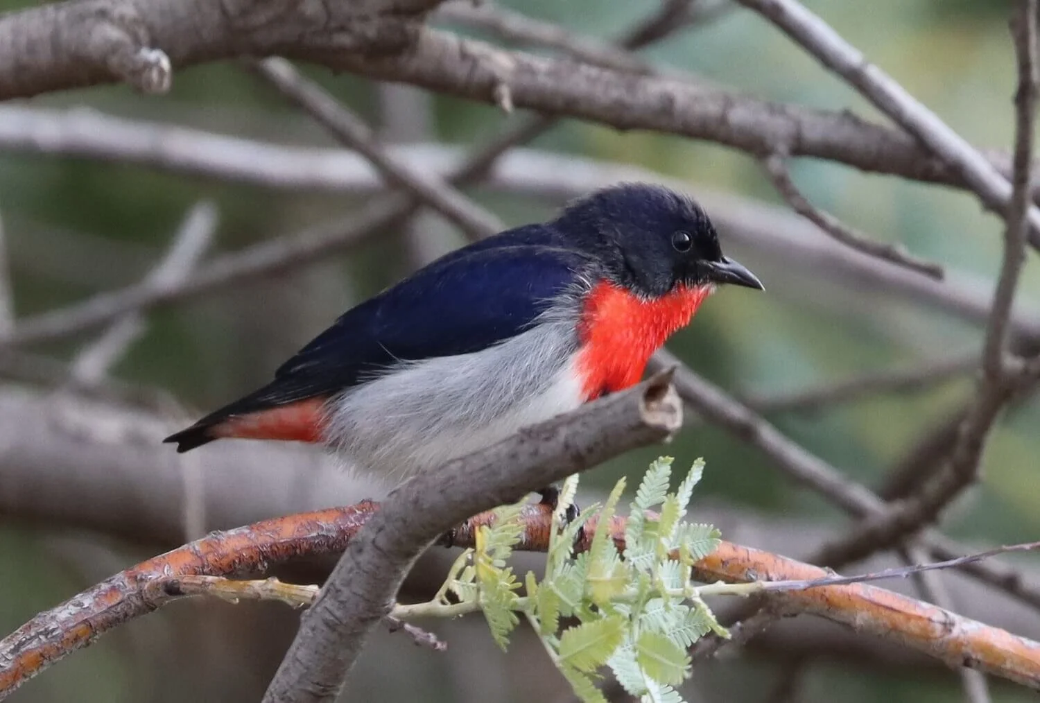 Other birds — Mallee Conservation