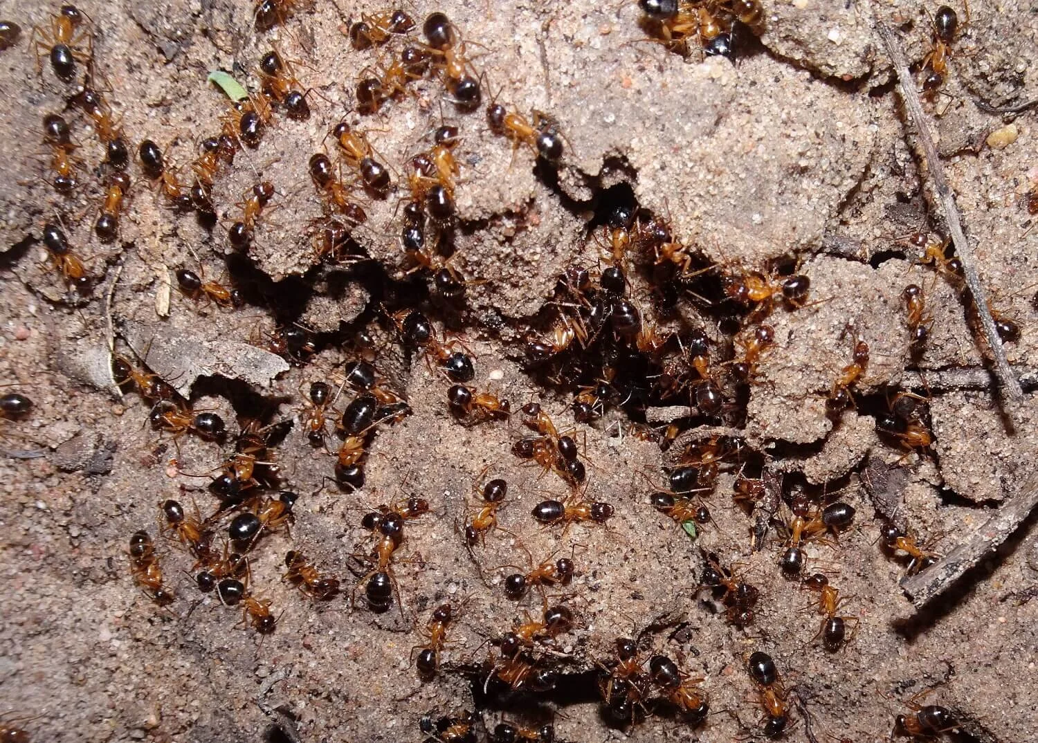 An ant cake — Mallee Conservation