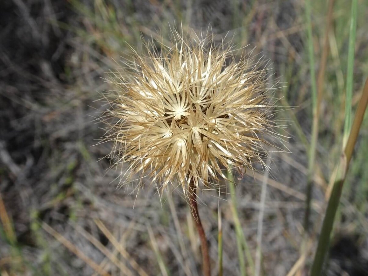 Murnong - the Yam Daisy — Mallee Conservation