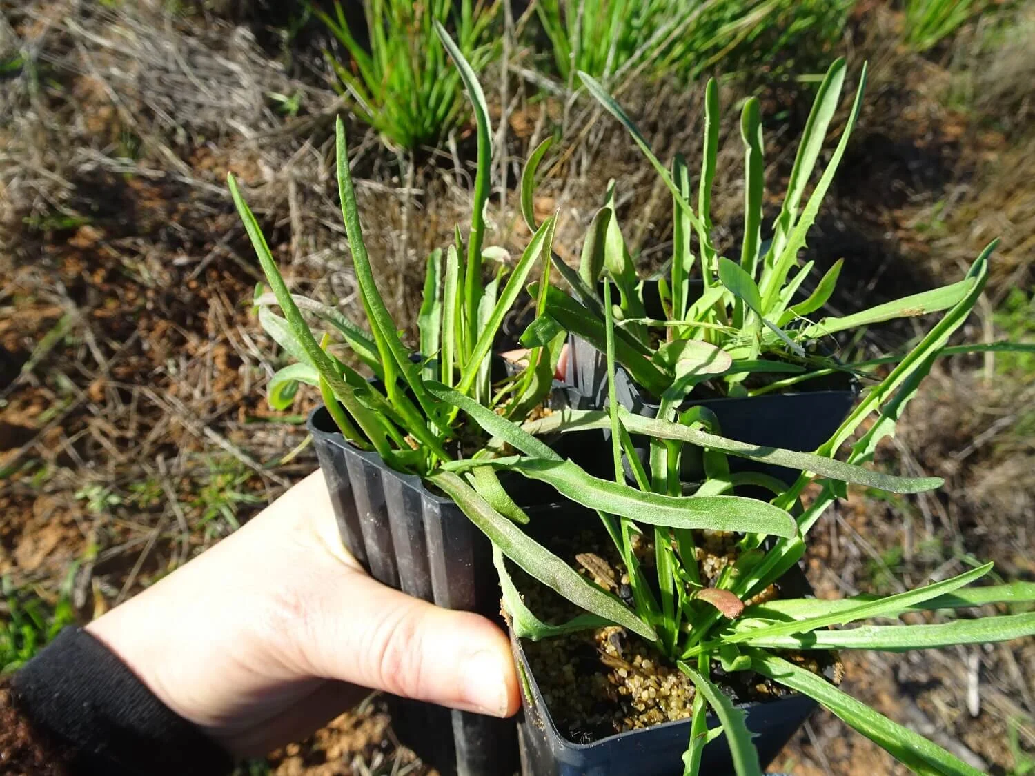 Murnong - the Yam Daisy — Mallee Conservation