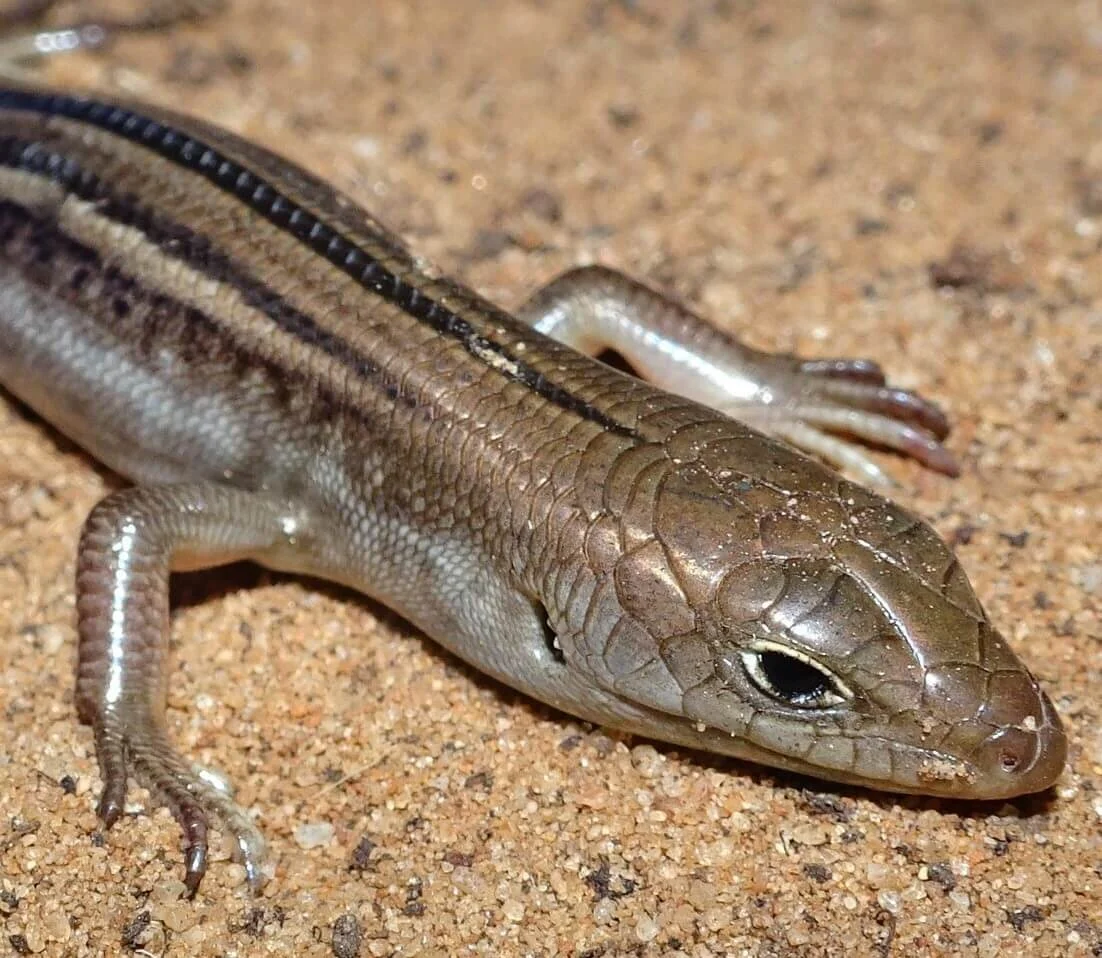 Reptiles - Lizards and snakes — Mallee Conservation