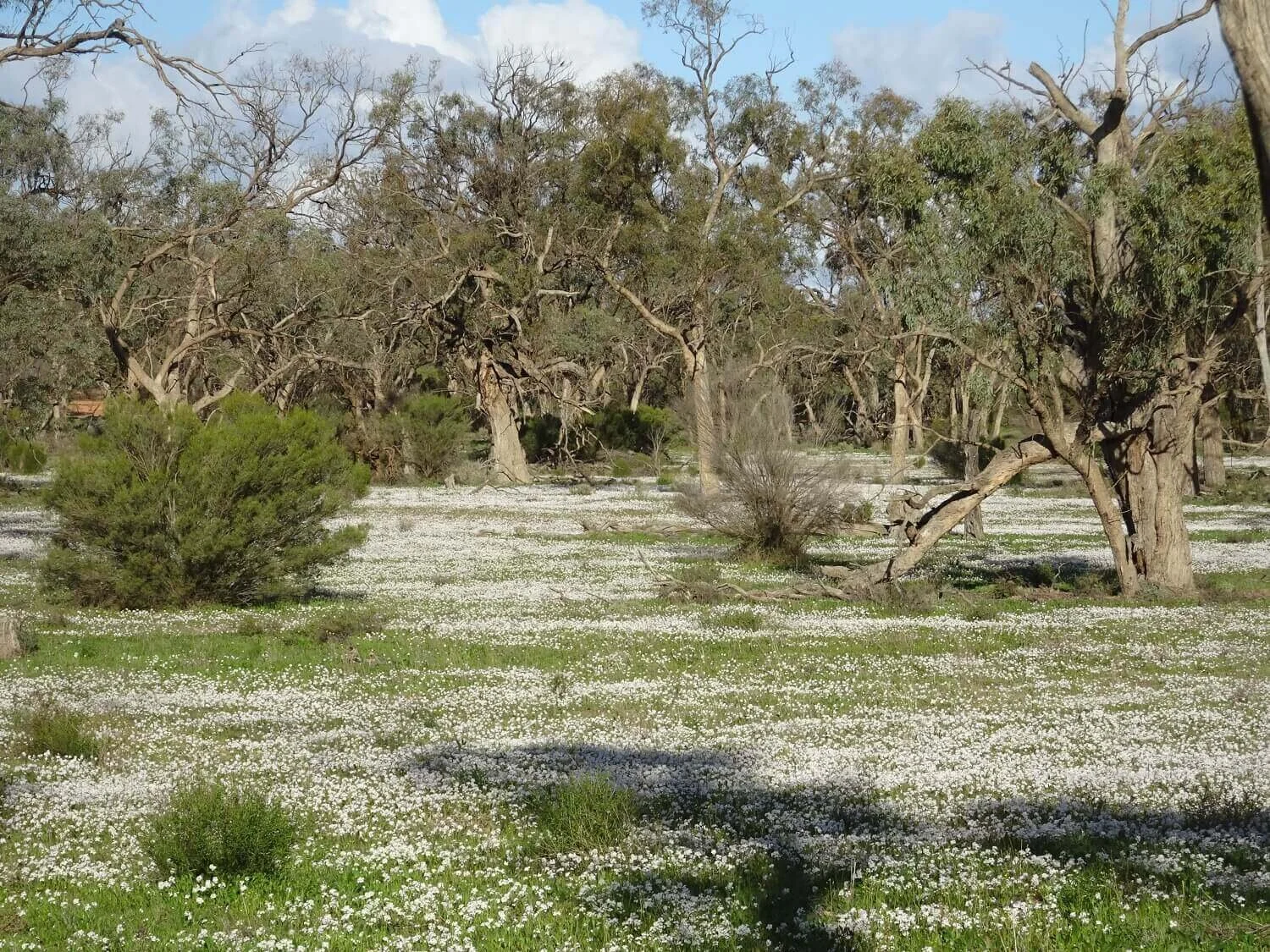 Raakajlim — Mallee Conservation