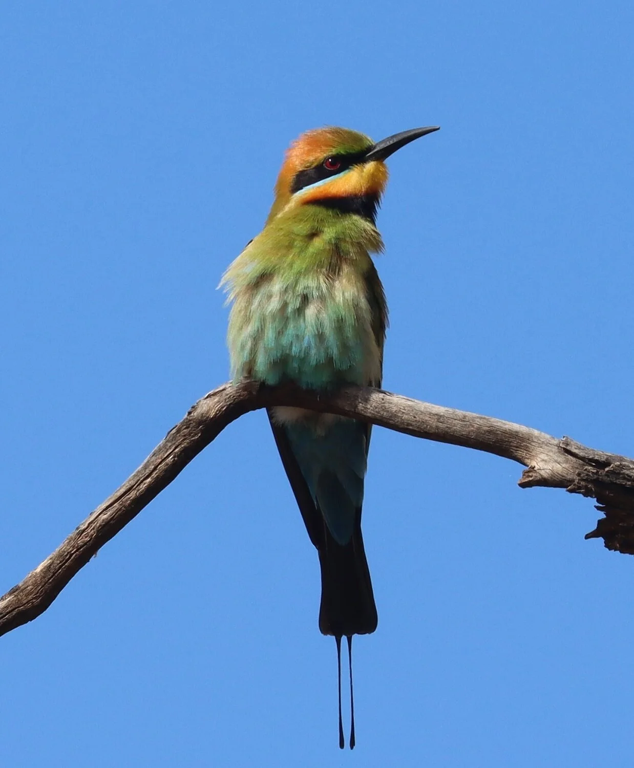 Rainbow Bee-eaters and phenology — Mallee Conservation