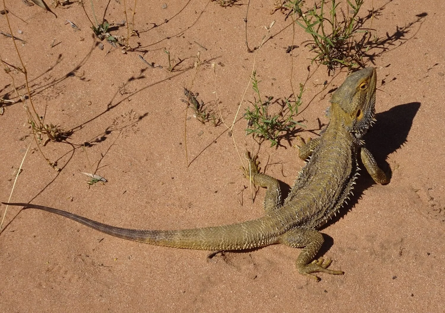 Bearded Dragons and Stumpytail lizards — Mallee Conservation