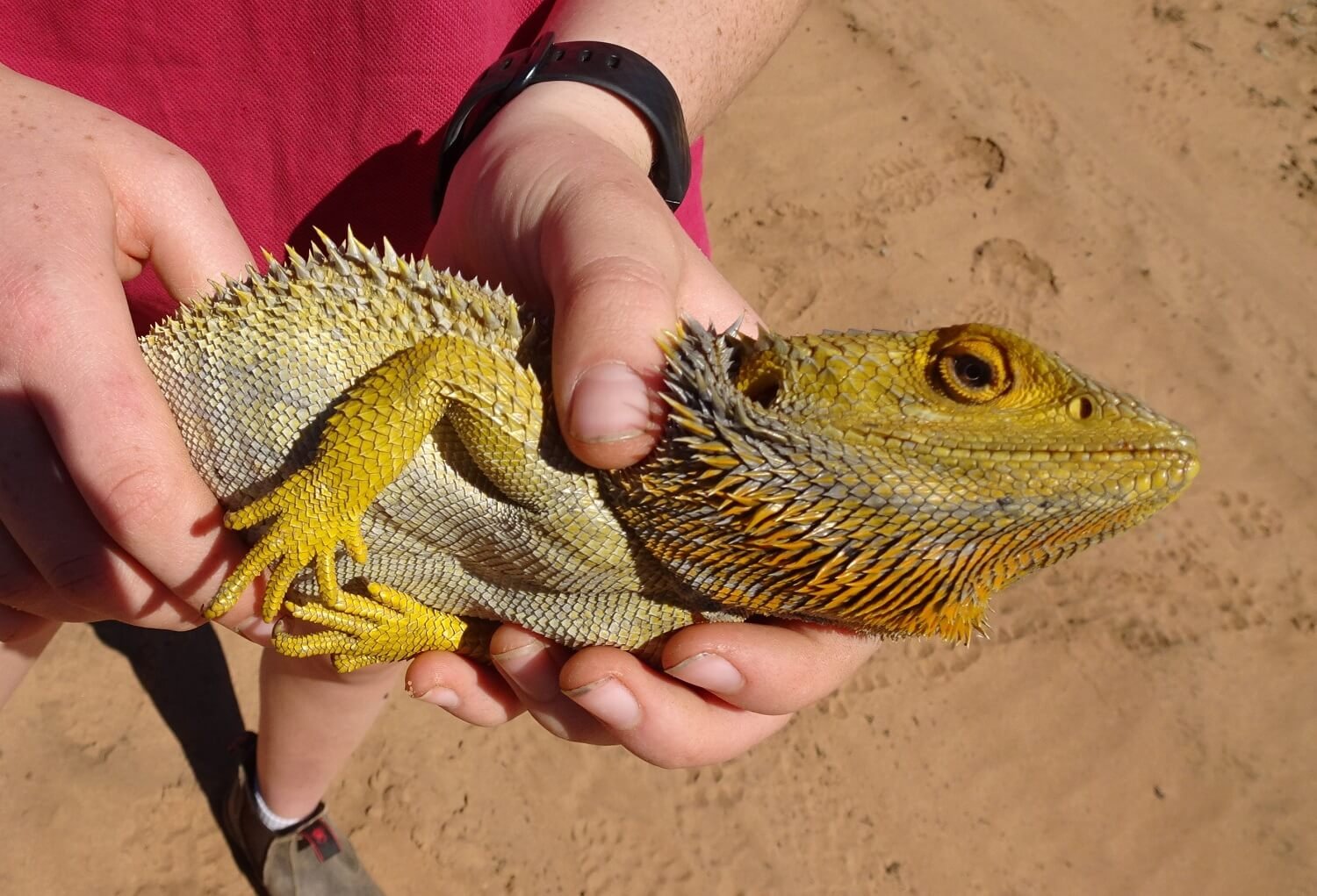 Bearded Dragons and Stumpytail lizards — Mallee Conservation