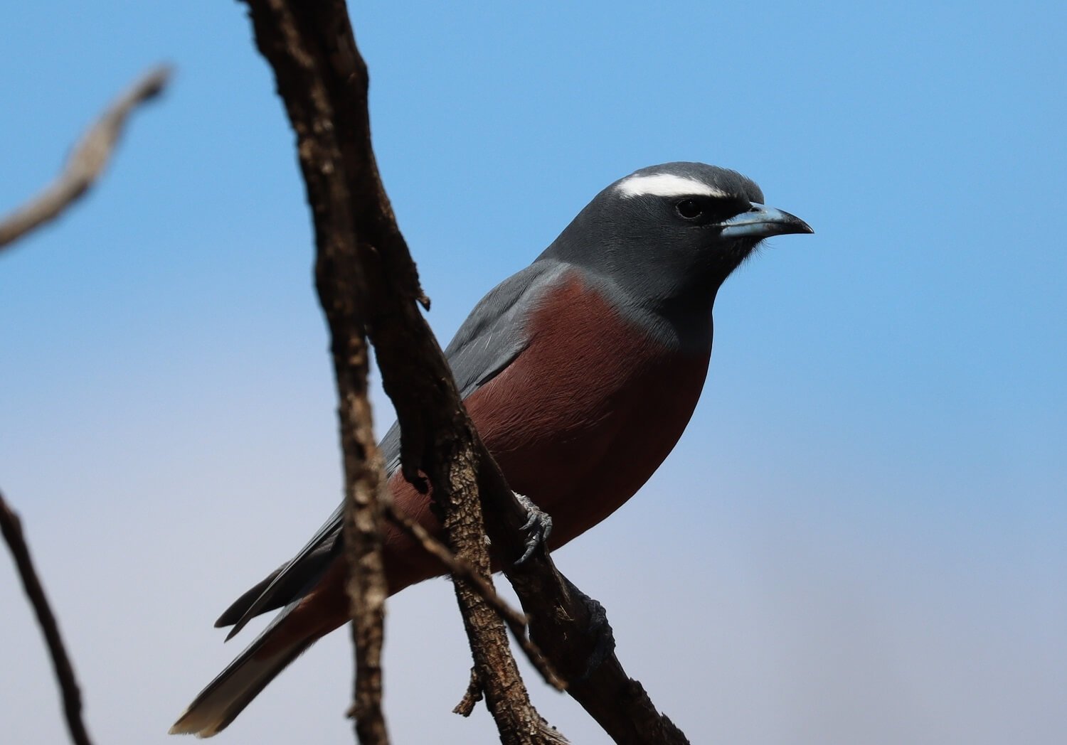 October socials — Mallee Conservation